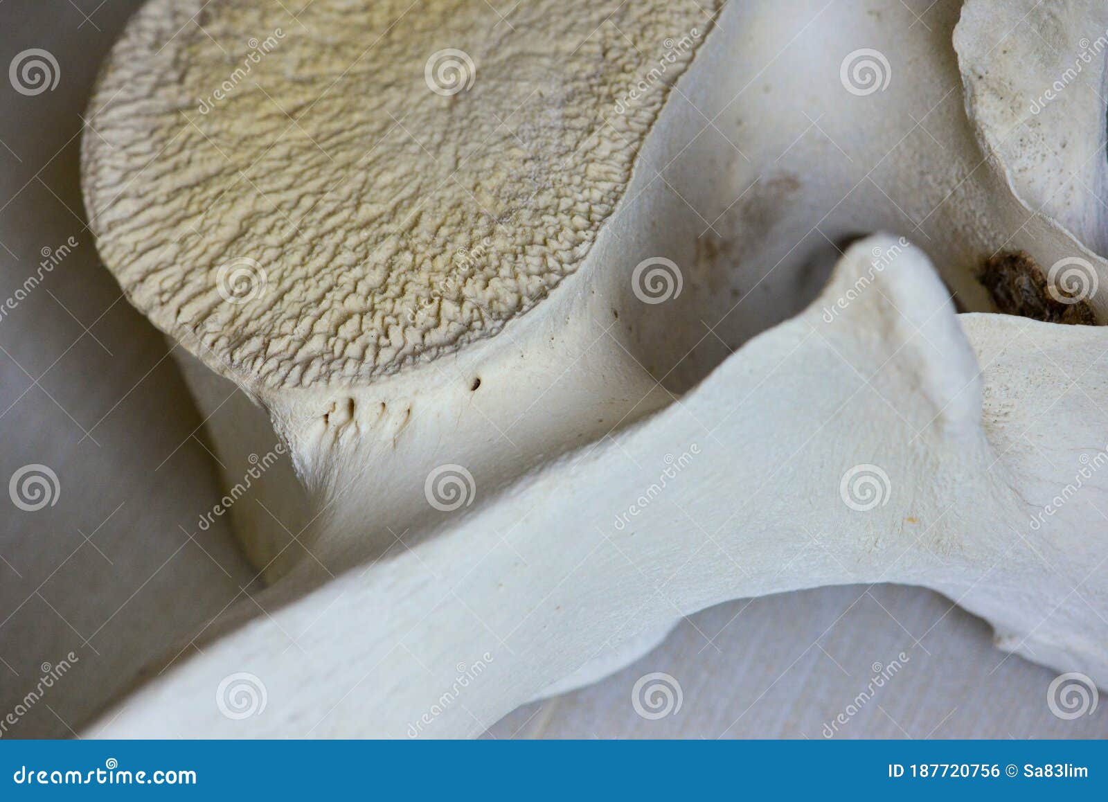 Detail of Whale Backbone Spine Whale Stock Photo - Image of spine, bone ...
