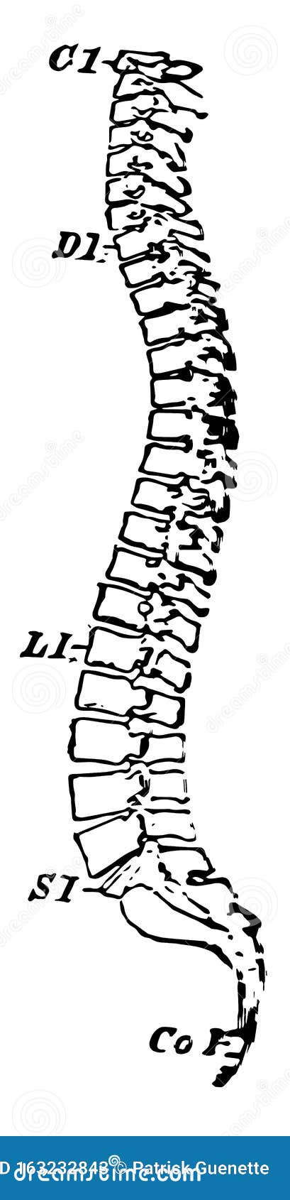 Backbone Vintage Illustration Stock Vector - Illustration of vintage ...