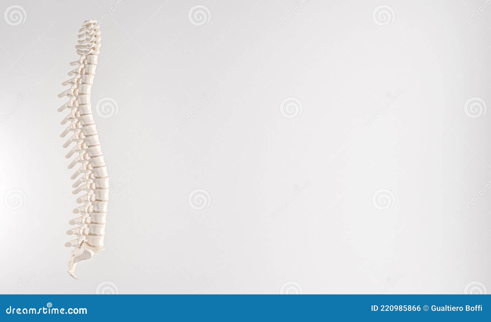 Backbone on White Background Stock Illustration - Illustration of spine ...