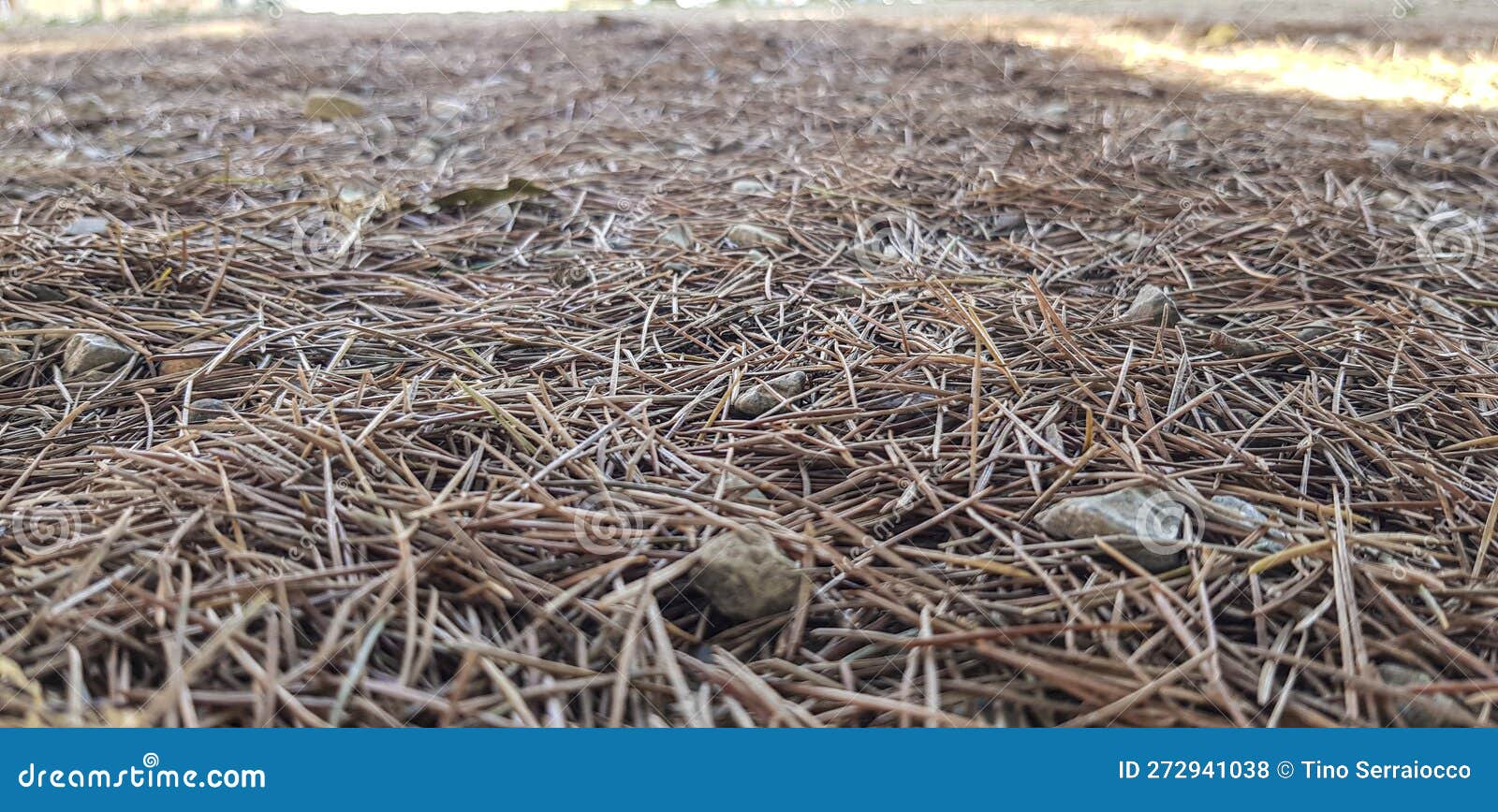 Backdrop Background of Pine Needles on the Ground in Autumn Stock Photo ...