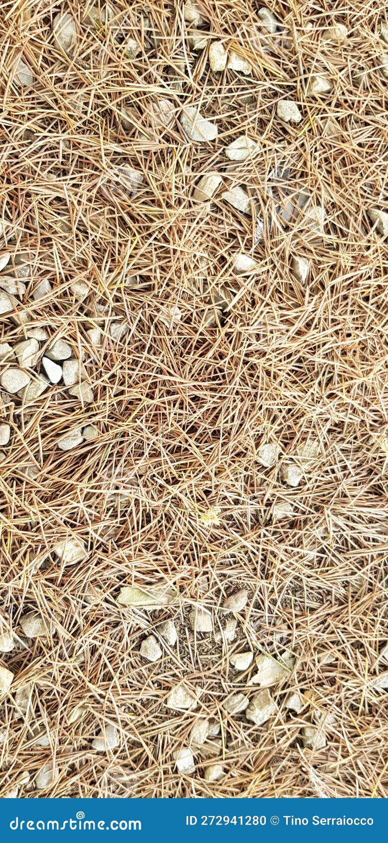 Backdrop Background of Pine Needles on the Ground in Autumn Stock Photo ...