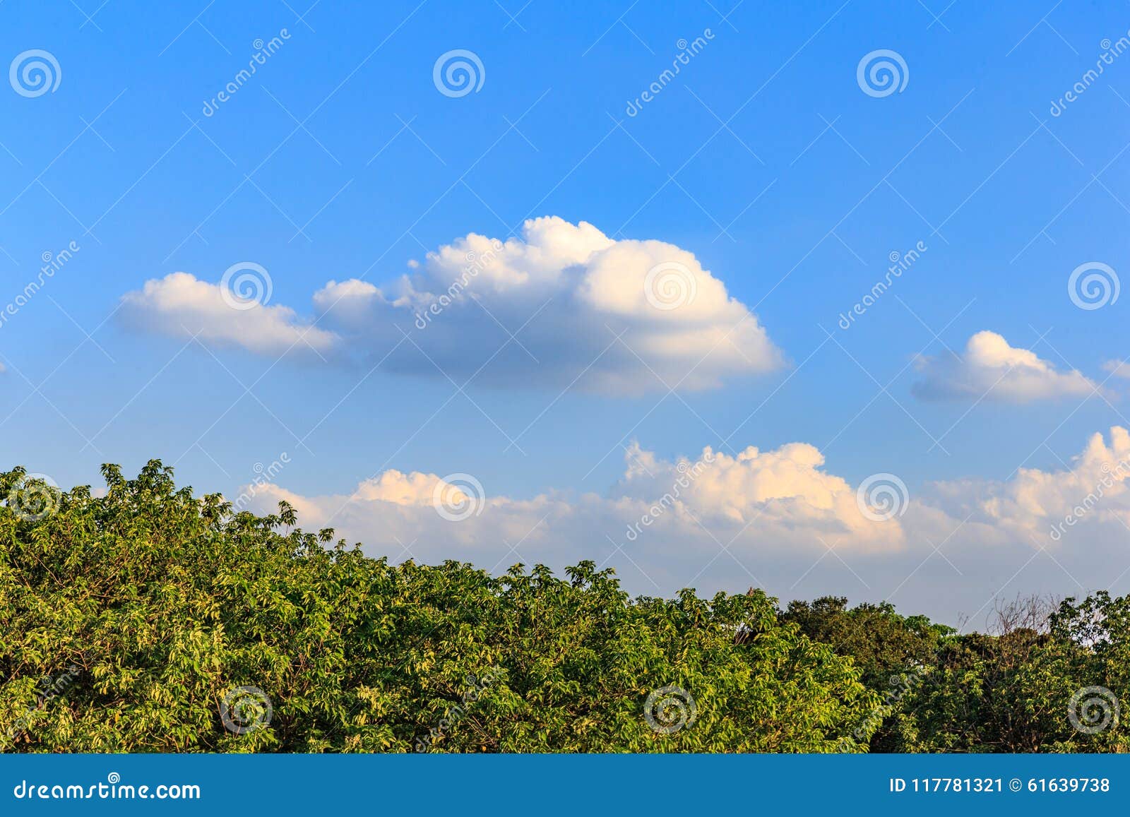 The Backdrop of Blue Sky on the Jungle Stock Image - Image of bright ...
