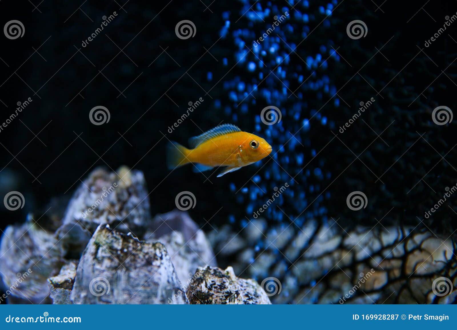 Backdrop of Colorful Aquarium Fish Stock Image - Image of wildlife ...