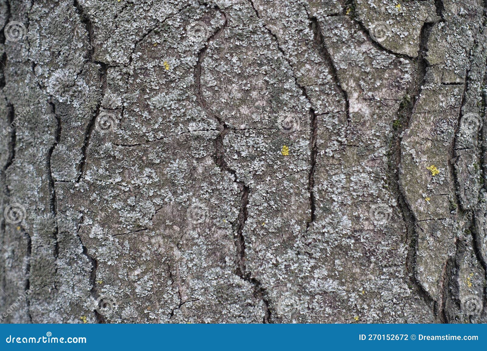 Backdrop Dry Bark of Horse Chestnut Stock Photo - Image of backdrop ...