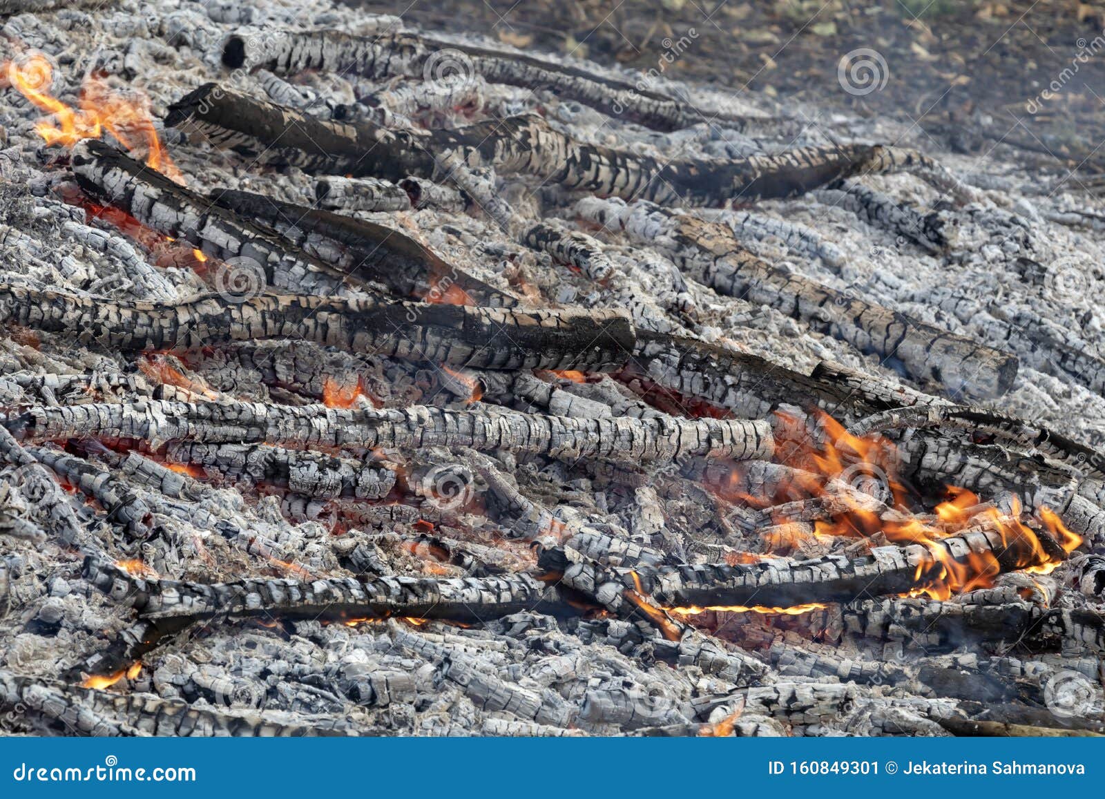 Burning Wood in Huge Bonfire. Natural Background of Fire and Ashes with ...