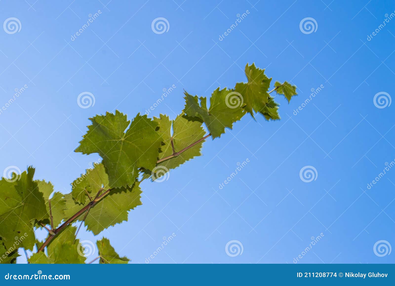 Backdrop of Grape or Vine Leaves. Isolate on Blue Gradient Background ...