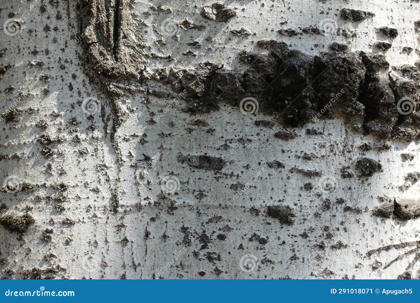 Backdrop - Light Grey Bark of Silver Poplar Stock Image - Image of ...