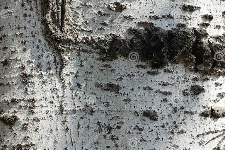 Backdrop - Light Grey Bark of Silver Poplar Stock Image - Image of ...