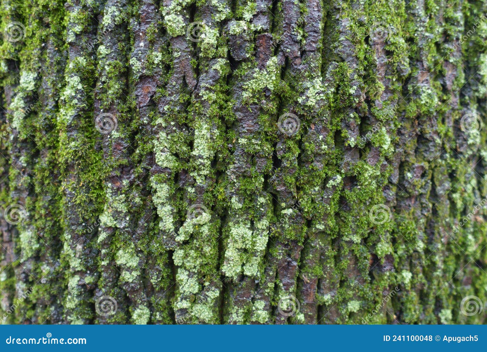 Backdrop - Moss and Lichen on Wet Bark of Black Poplar Stock Photo ...