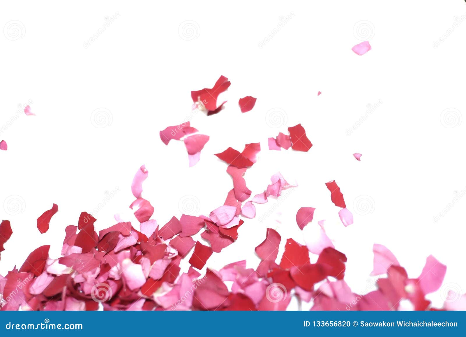 Many Pieces of a Torn Pink Rose Corolla on White Isolated Background ...