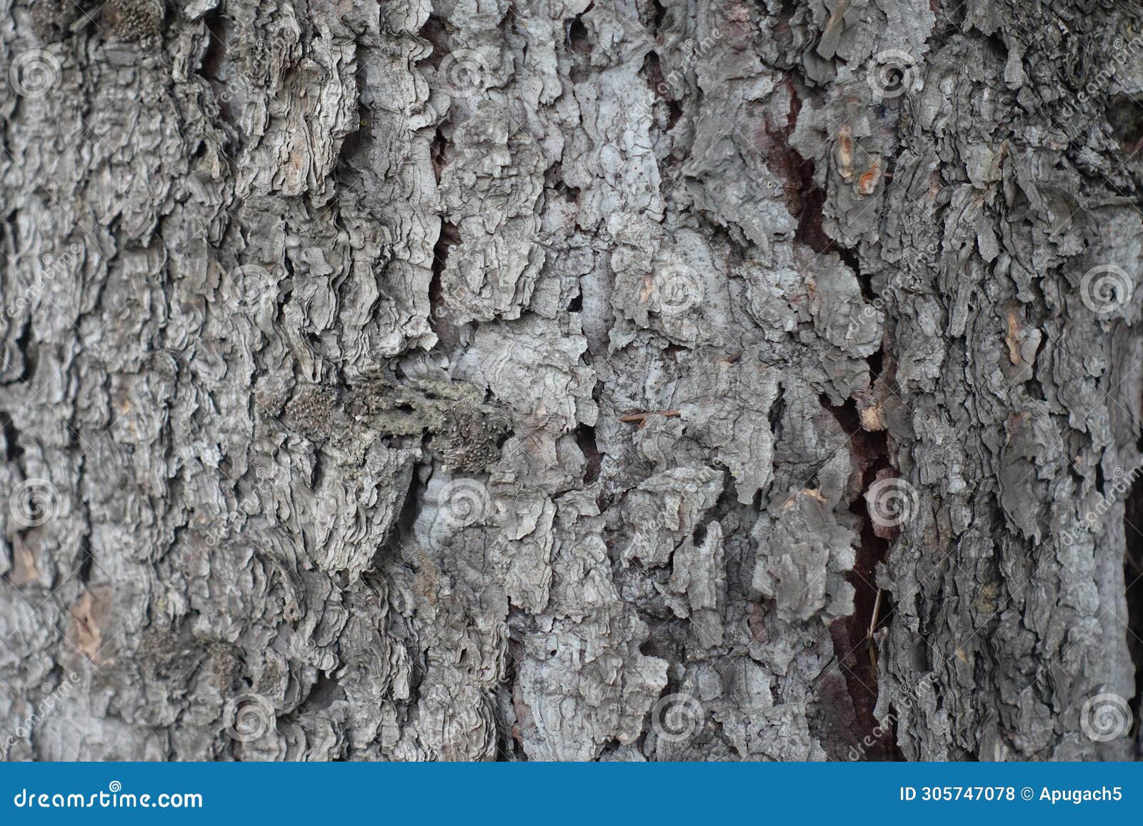 Backdrop - Scaly Gray Bark of European Spruce Stock Photo - Image of ...