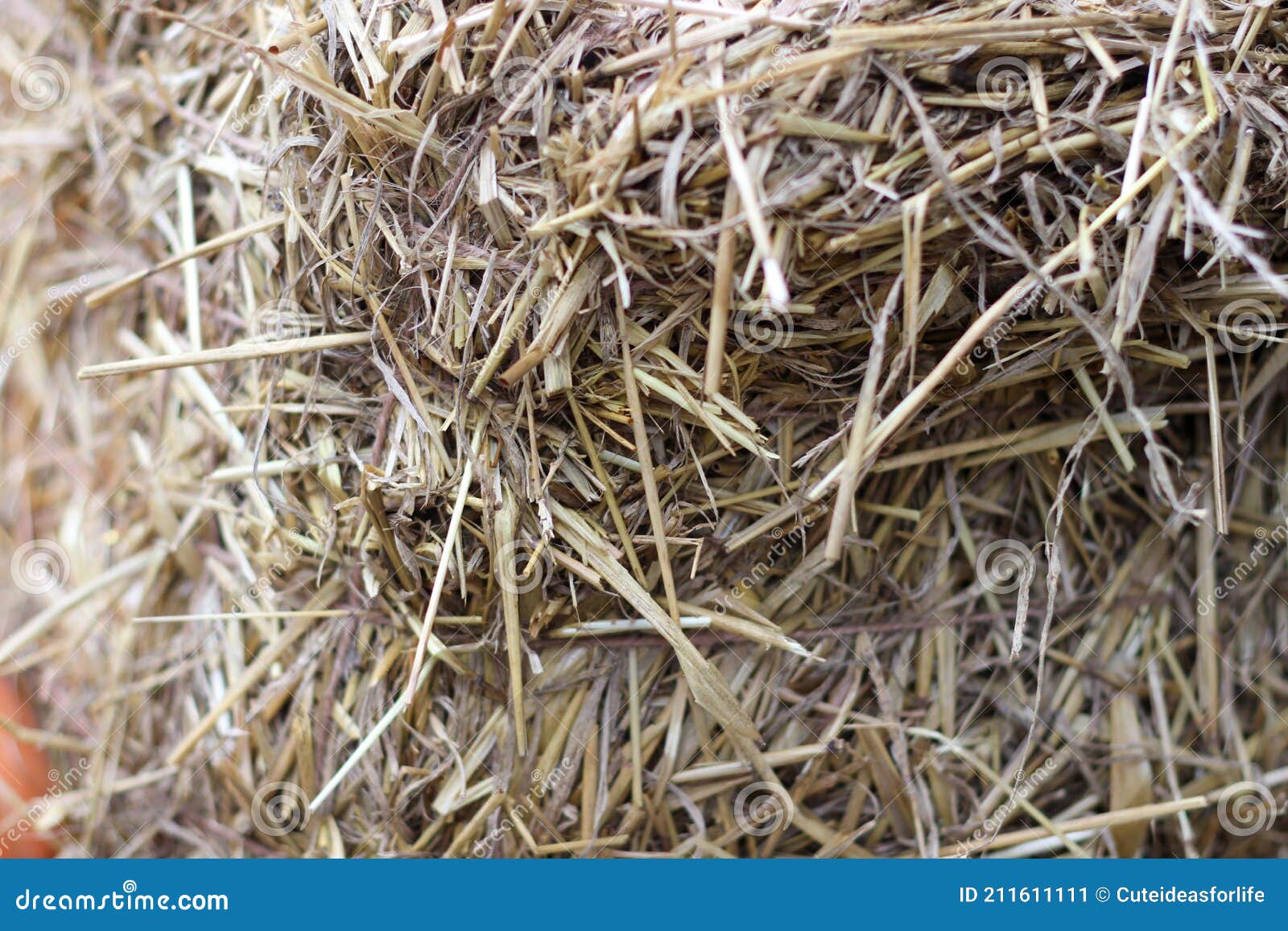 A Backdrop of Straw. Bale of Straw Photographed at Close Range in ...