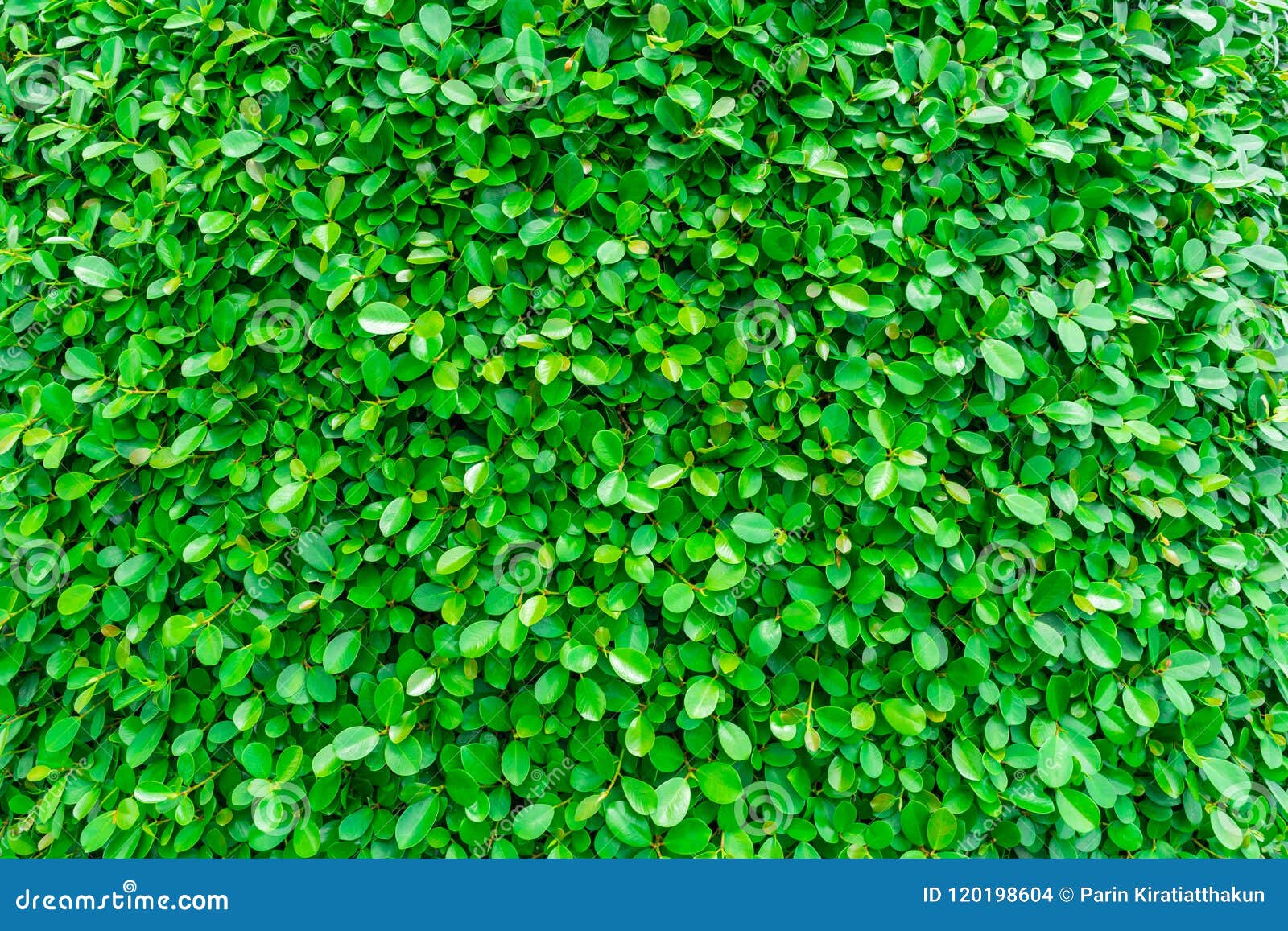 Backdrop of Green Leaves Natural Wall. Stock Photo - Image of grass ...