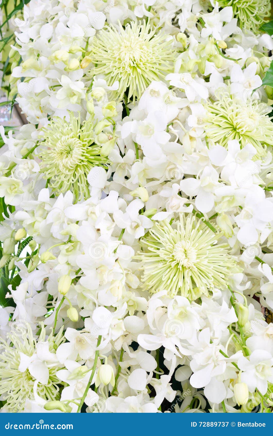 Backdrop with White Flower Decoration Stock Image - Image of color ...