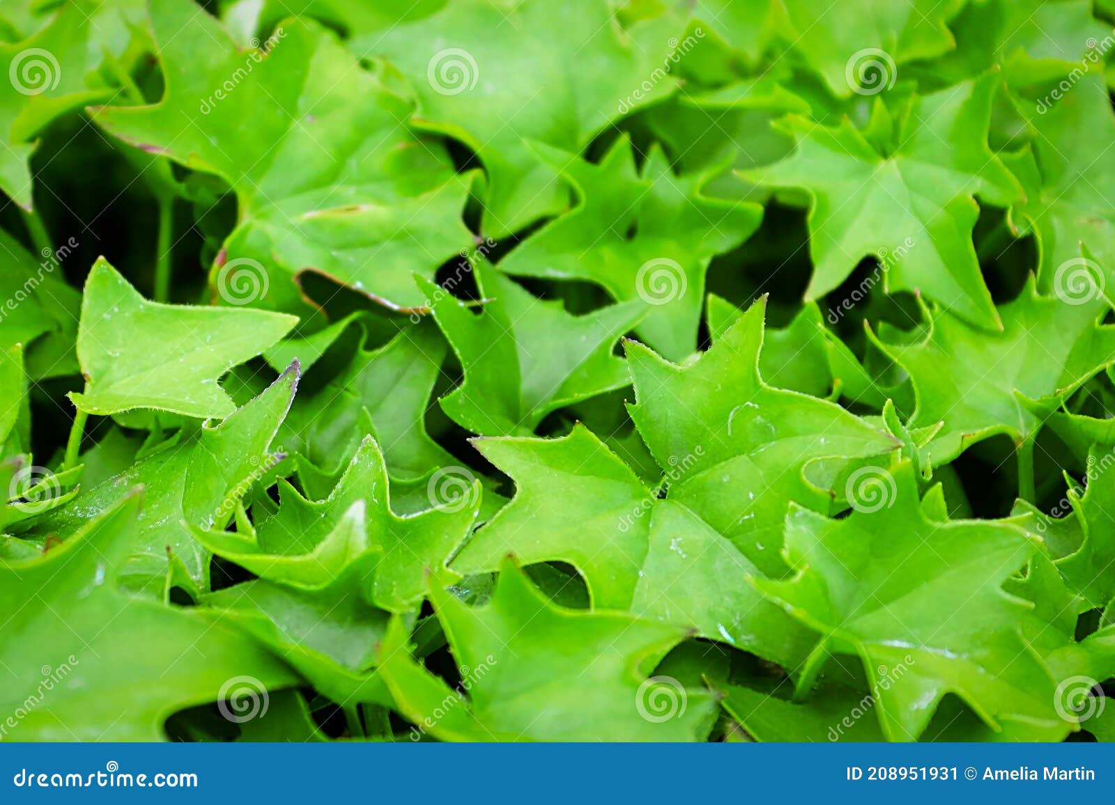 A Backgroud of Bright Green German Ivy Leaves Stock Image - Image of ...