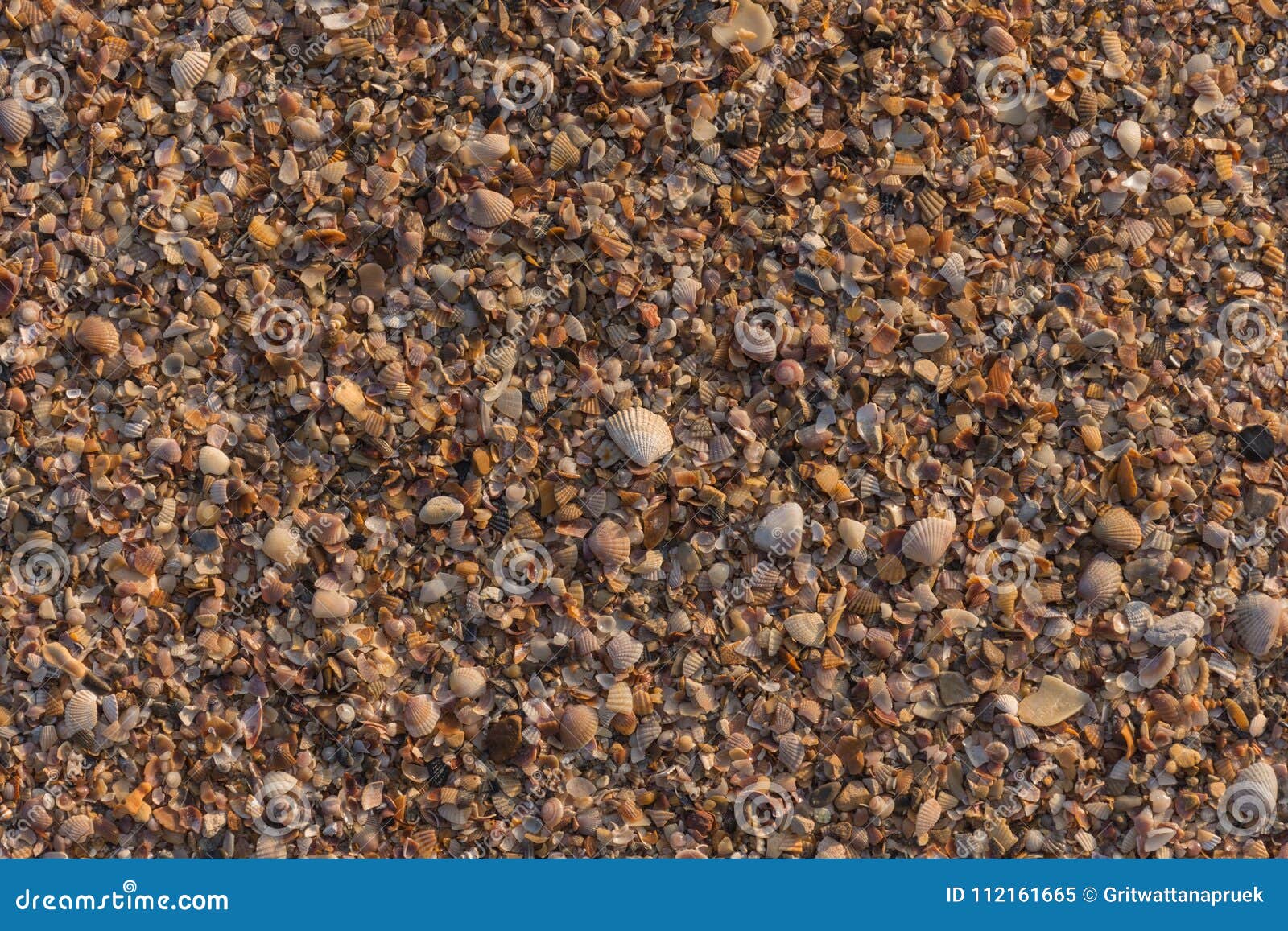 Shell beach background stock image. Image of grain, golden - 112161665