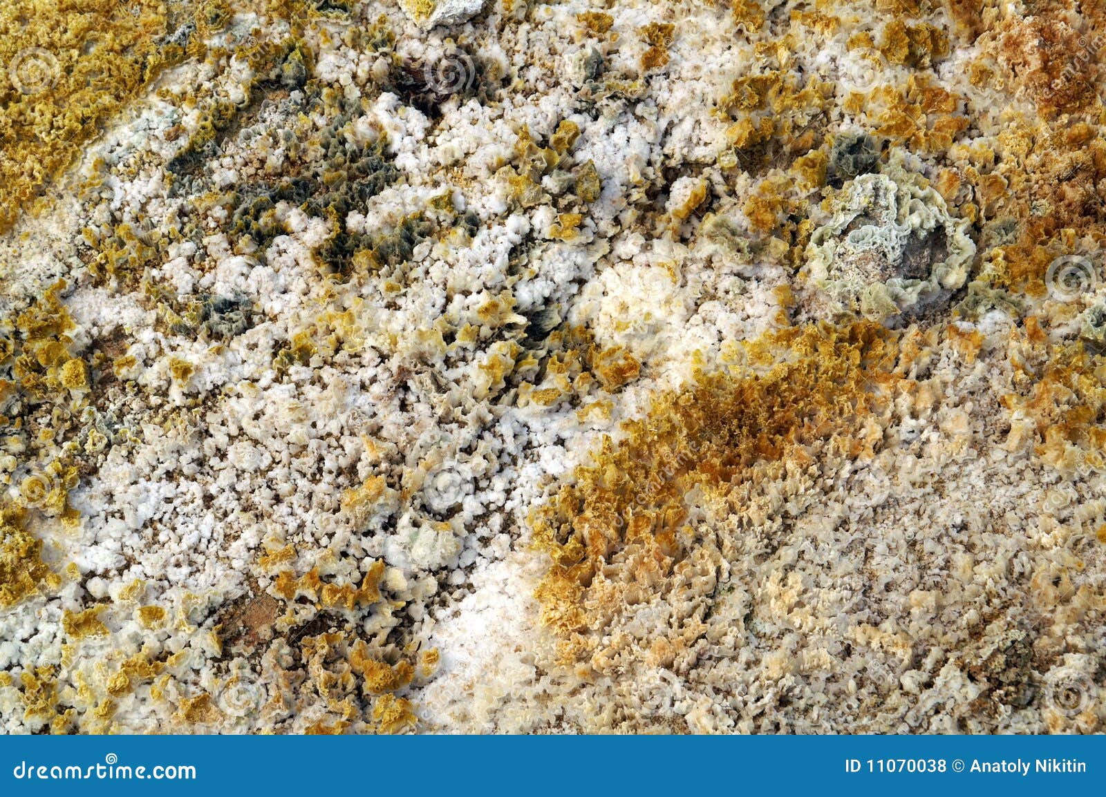 Background stock photo. Image of calcium, texture, fossil - 11070038