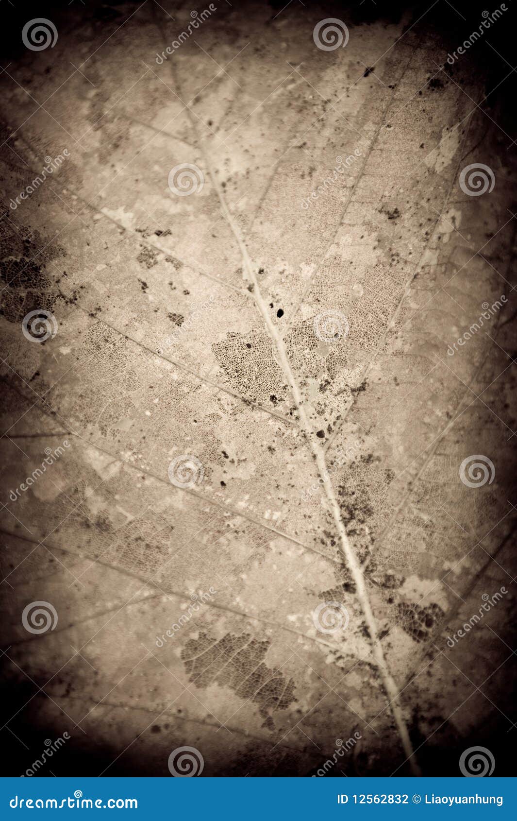 Background stock photo. Image of grow, aging, brown, natural - 12562832