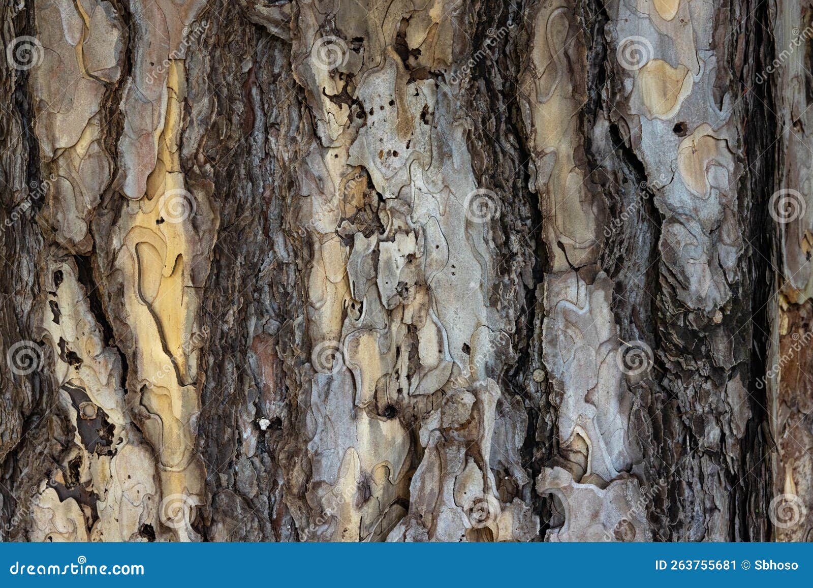 Muted Rough Multi Tone Dark Brown, Gray and Yellow Tree Bark with Many ...