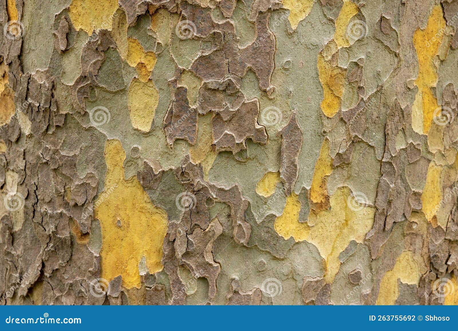 Bright Semi Smooth Multi Tone Light Brown and Yellow Tree Bark with ...