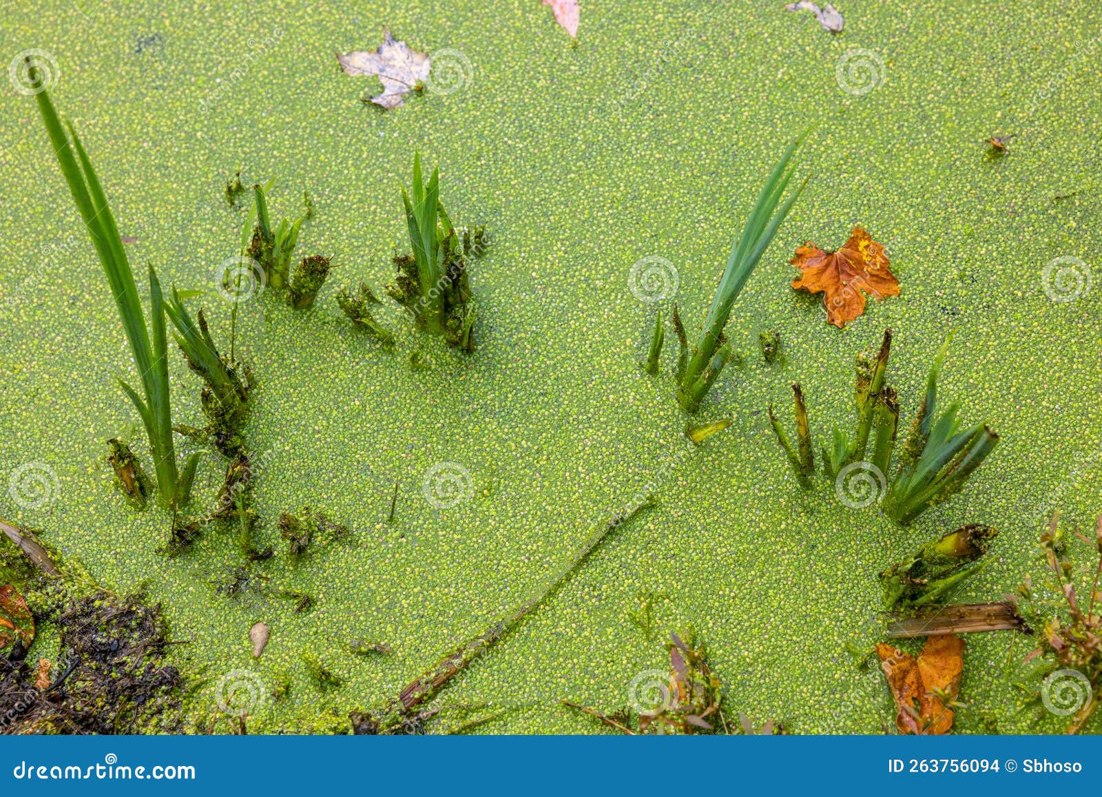 Bright Green Pond with Scattered Plants and Fully Covered by Duckweed ...