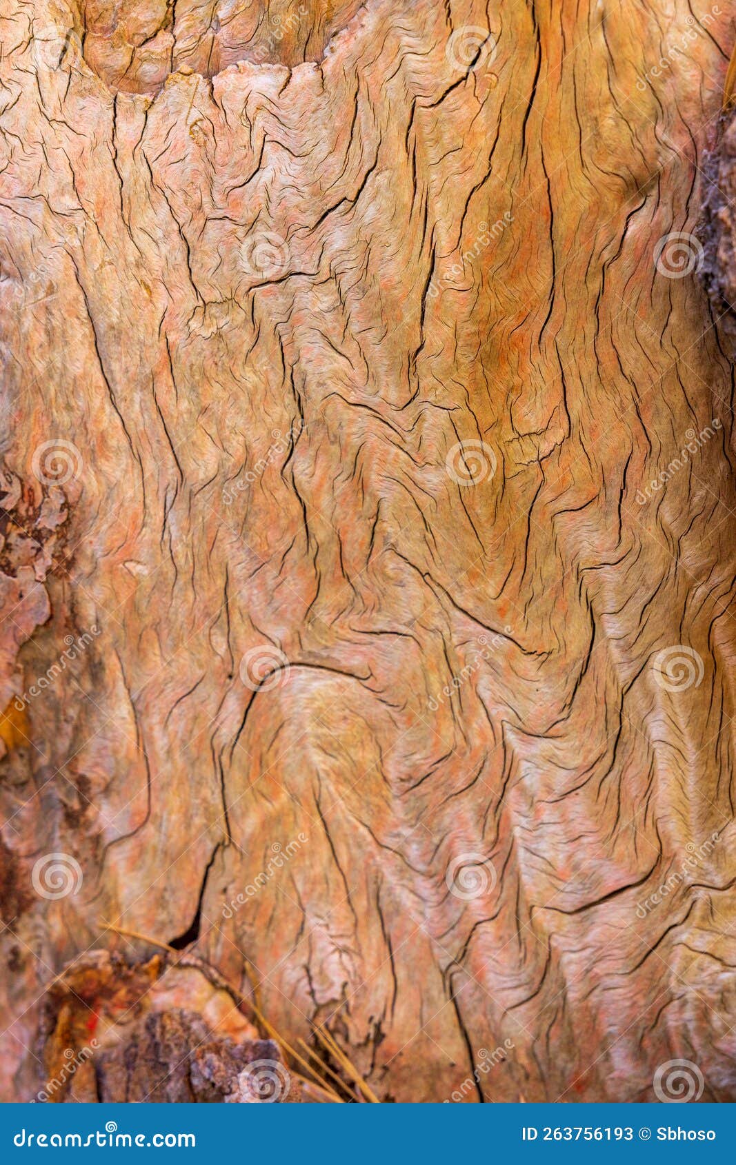 Close Up of a Shining Smooth Multi Tone Light Brown Tree Bark with Many ...
