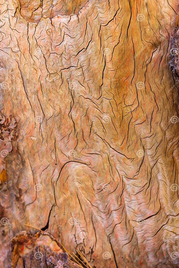 Close Up of a Shining Smooth Multi Tone Light Brown Tree Bark with Many ...