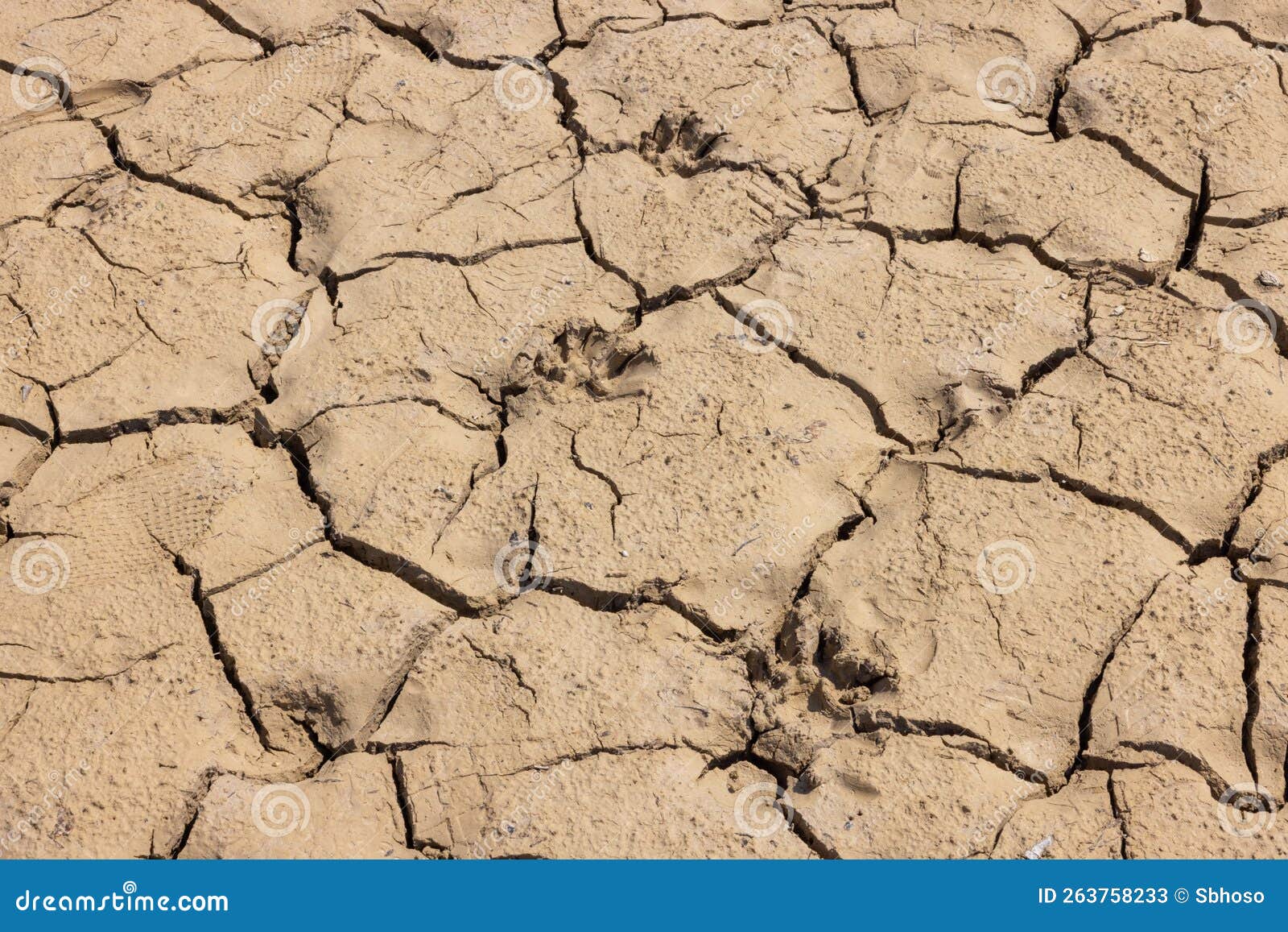 Drought Cracked Light Color Argilla Soil with Animal Foot Prints ...
