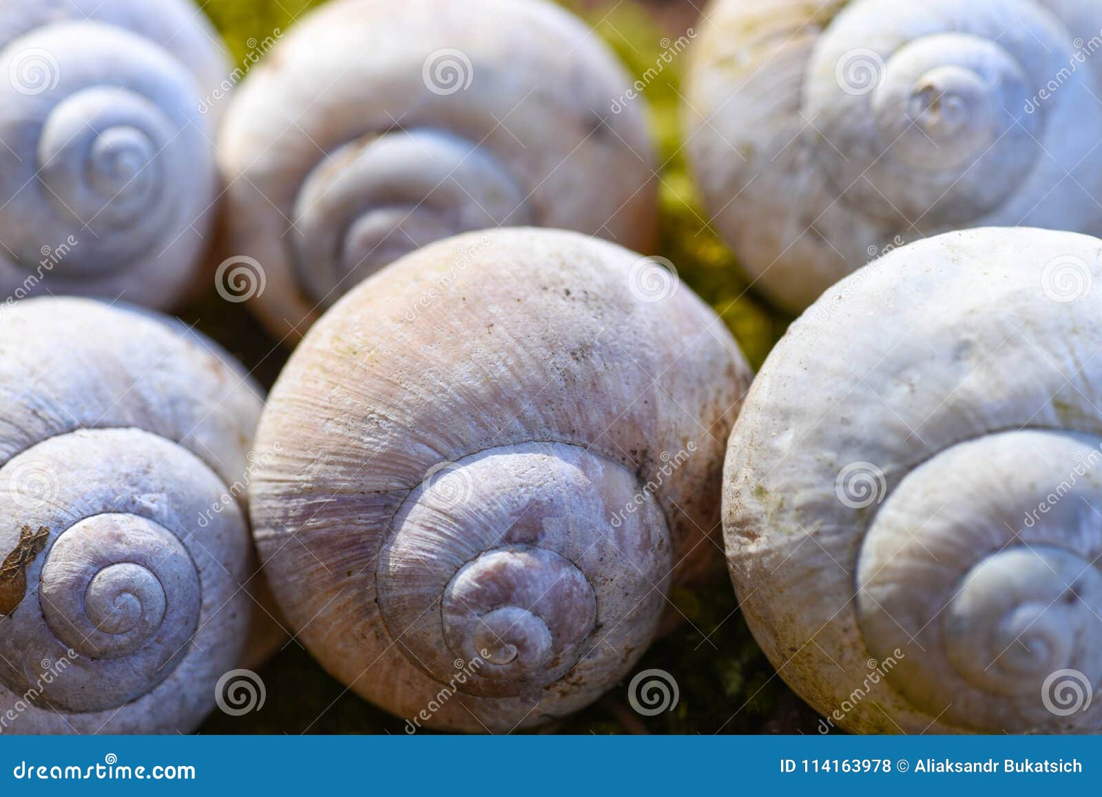 Background of the Abandoned Shell of a Forest Snail in the Open Air ...