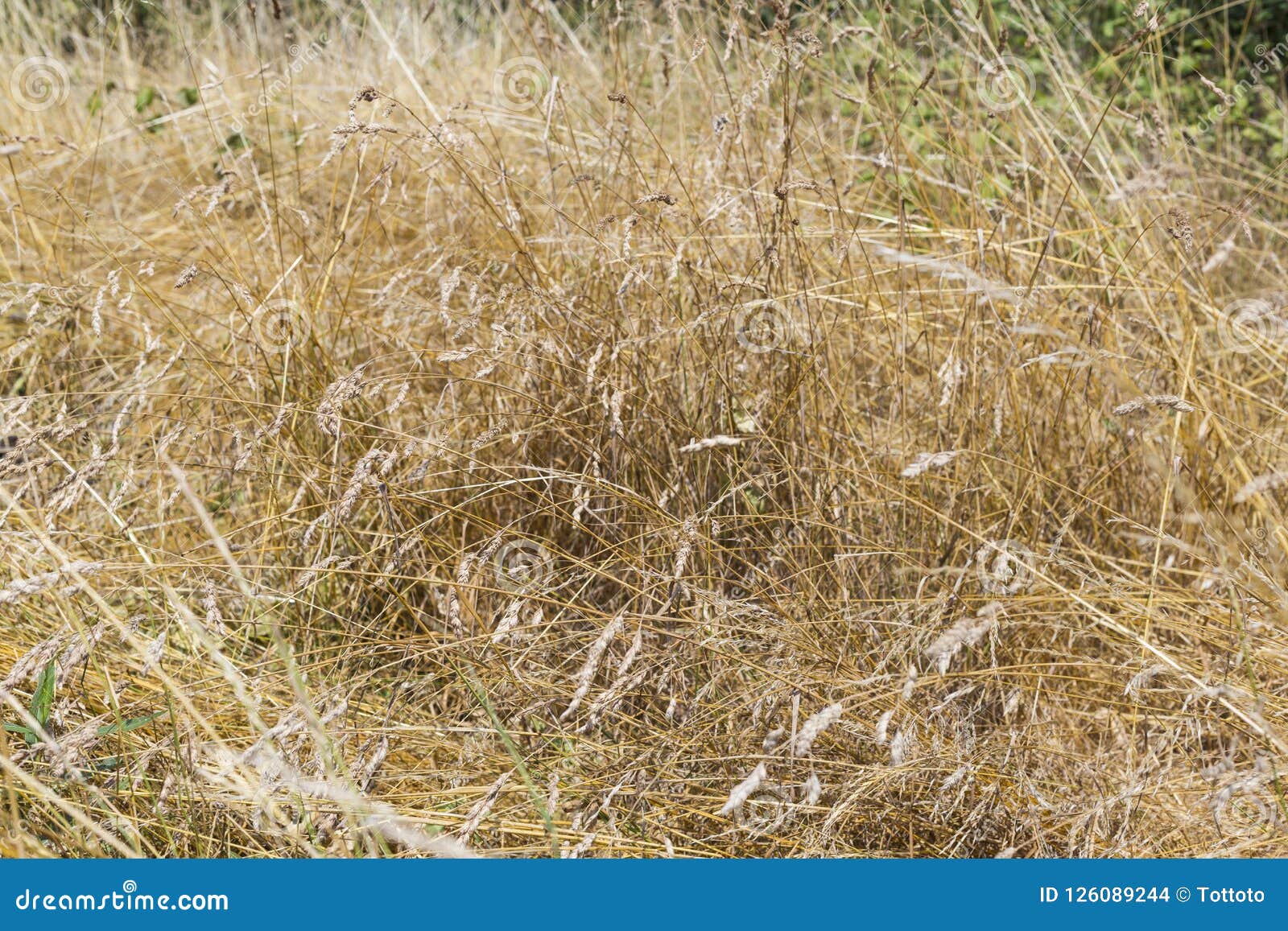 Dry yellow grass stock photo. Image of graphic, background - 126089244