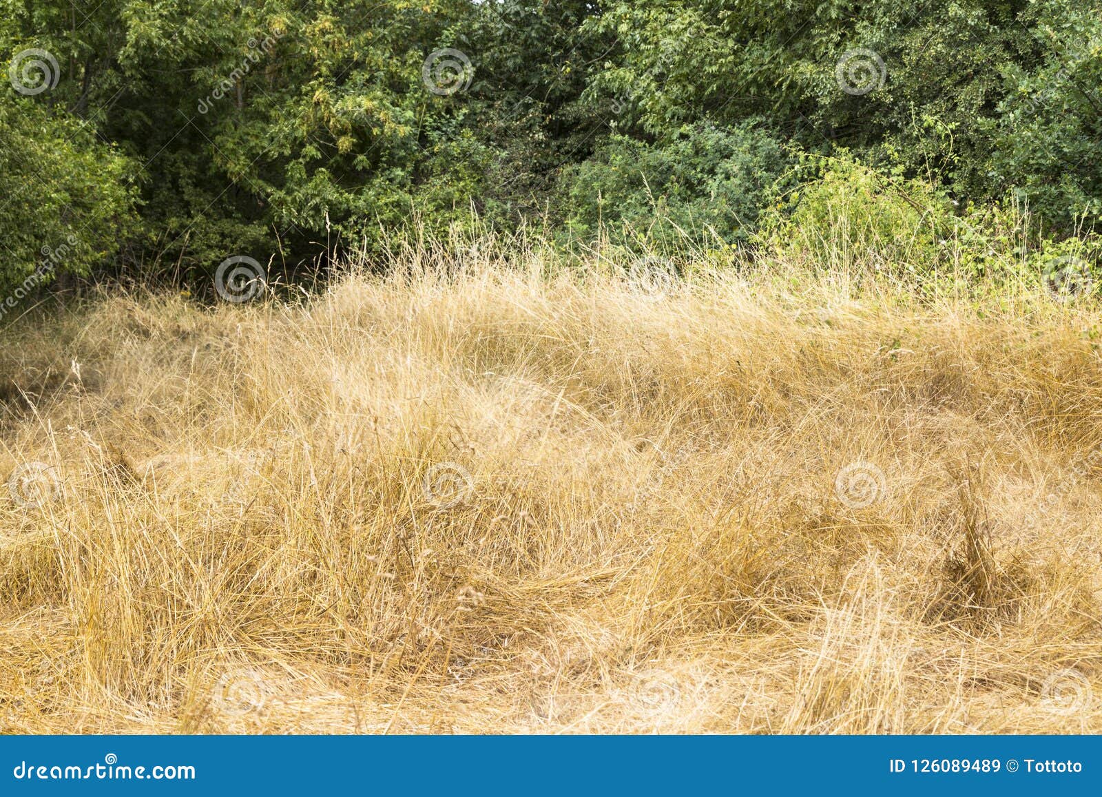 Dry yellow grass stock image. Image of dead, close, flora - 126089489