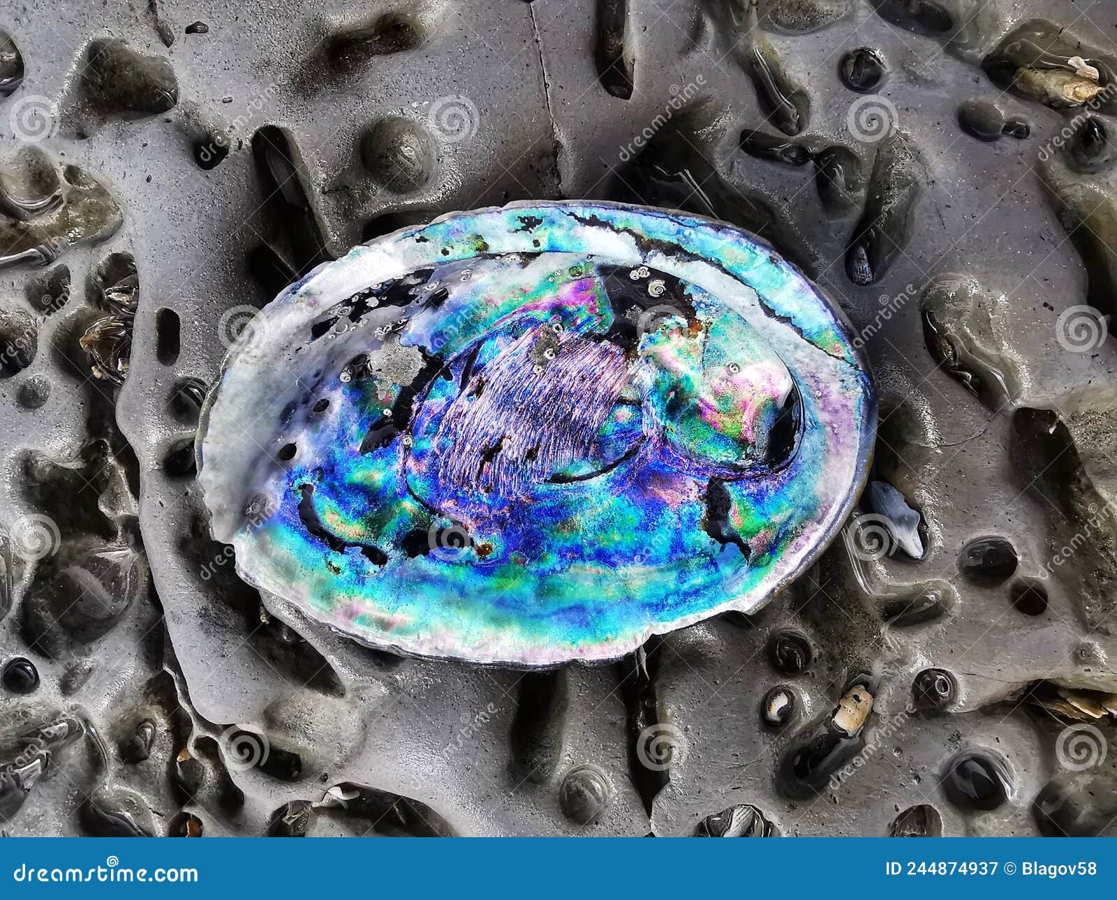 A Background Abstract Image of Paua Shell on a Muddy Beach Stock Image ...