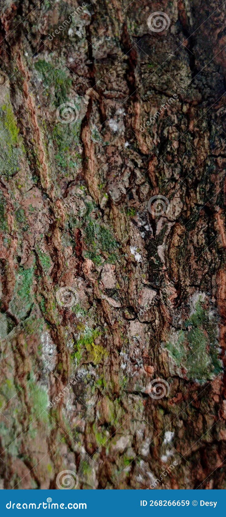 Background Abstract of Mango Trees Taken with Micro Photography ...