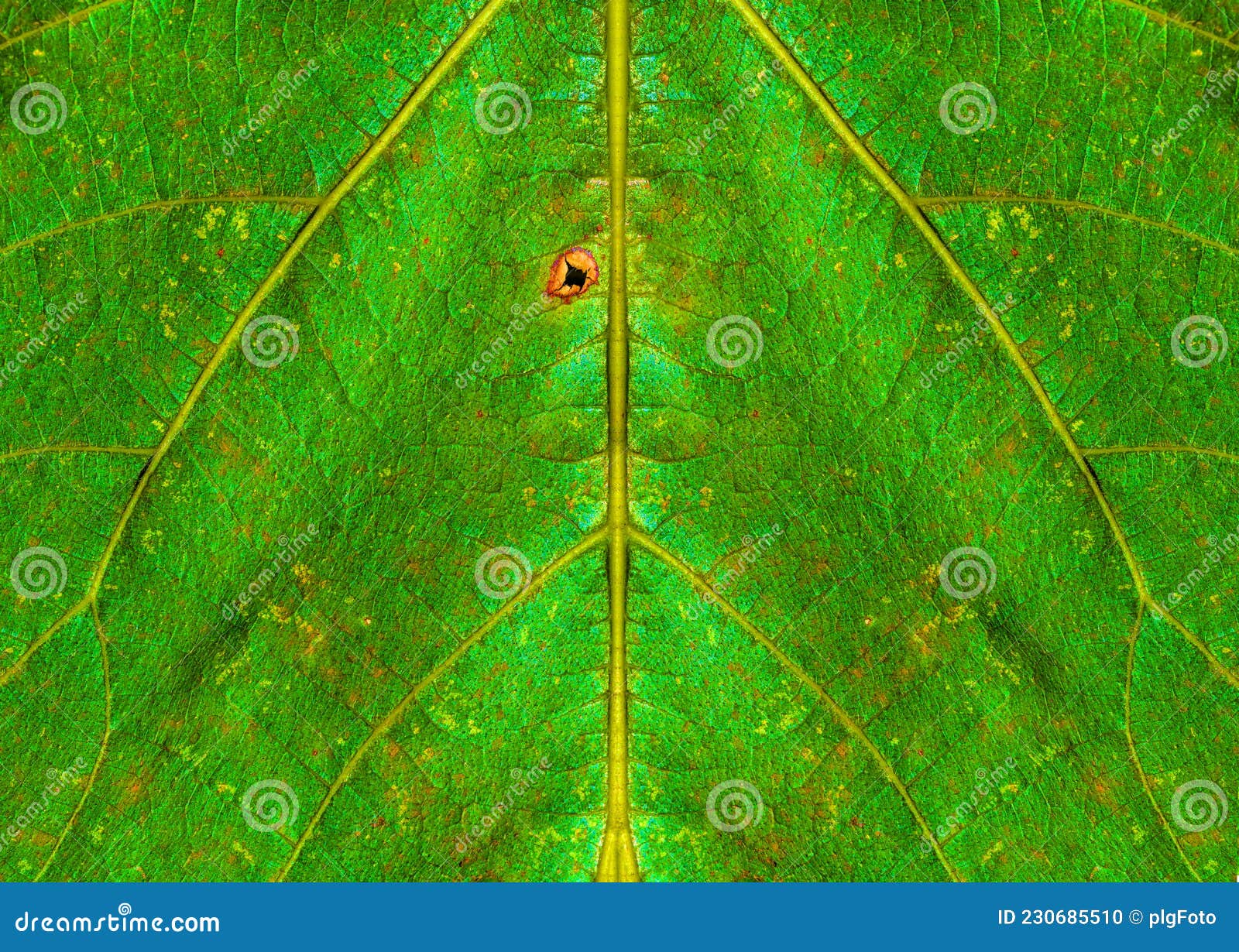 Background or Abstract Texture of the Detail of a Leaf Stock Photo ...