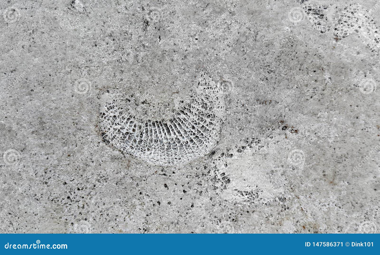Stone texture with fossils stock image. Image of ancient - 147586371