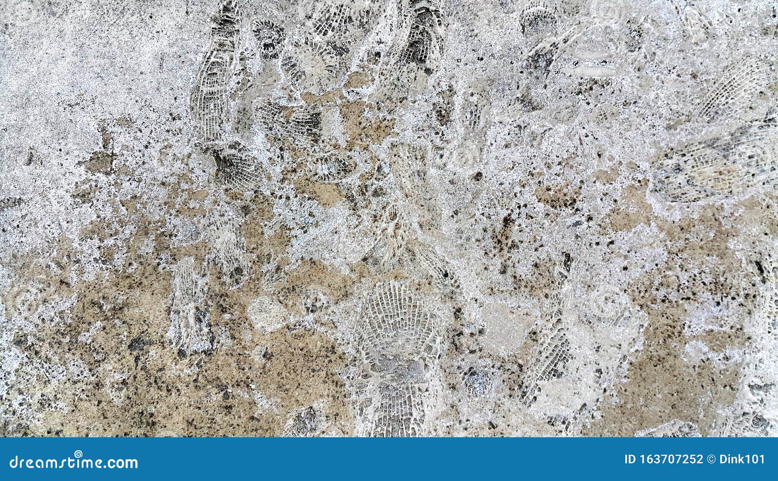 Stone texture with fossils stock photo. Image of fossil - 163707252
