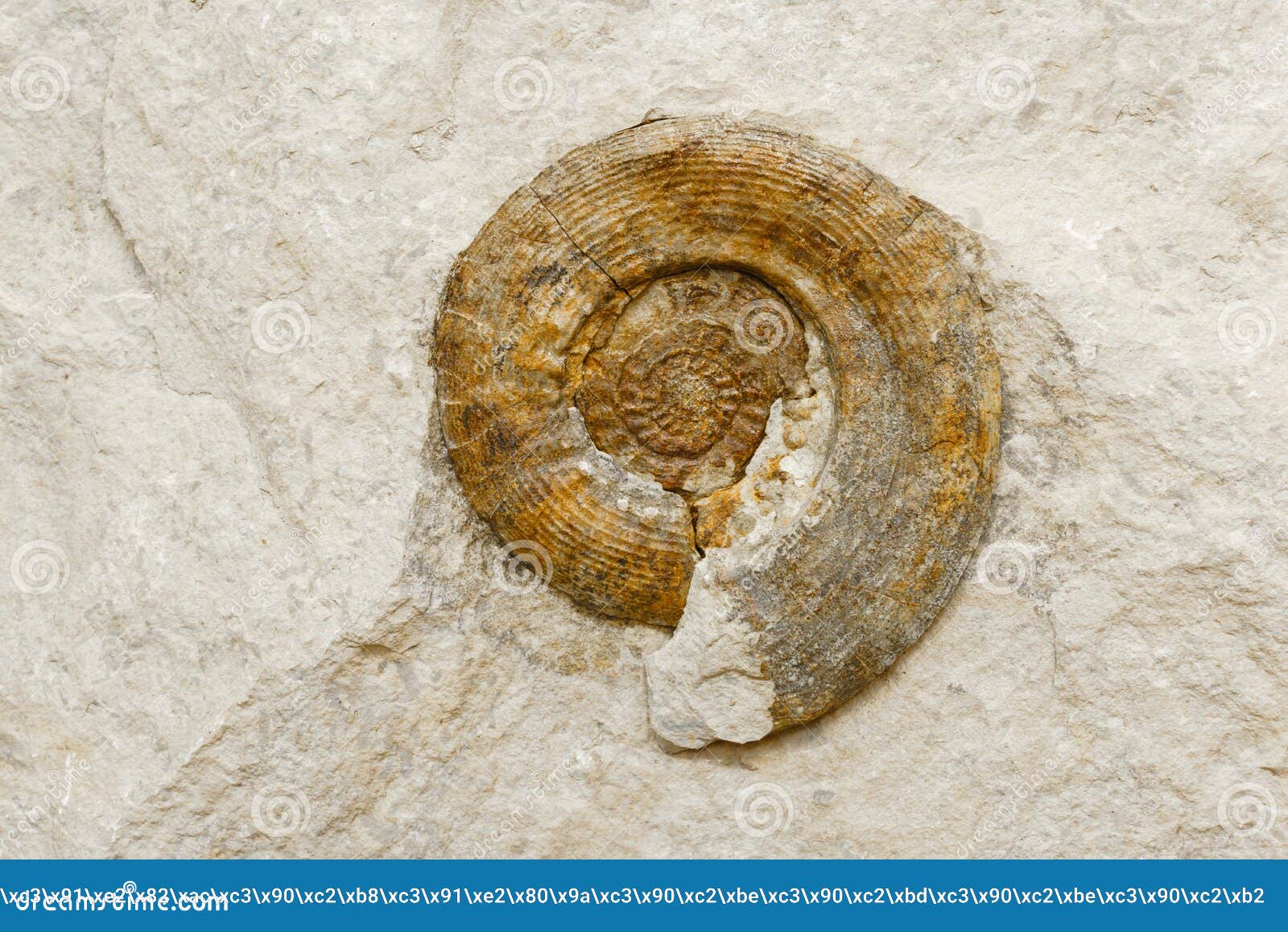 Fossil Ammonite Petrified Limestone Stock Images - Download 63 Royalty ...