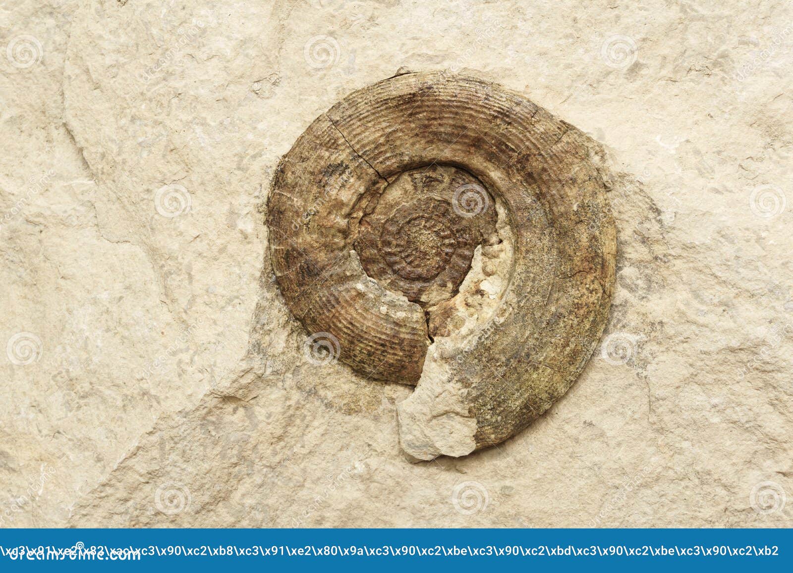 Background - Ammonite Shell in Limestone Stock Photo - Image of shell ...
