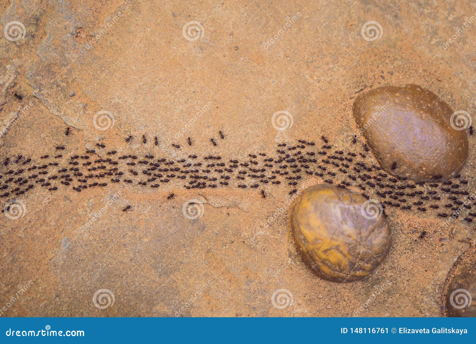 Background, Ants Running, Ants Cord, Many Ants Fast on Dirt Road Stock ...