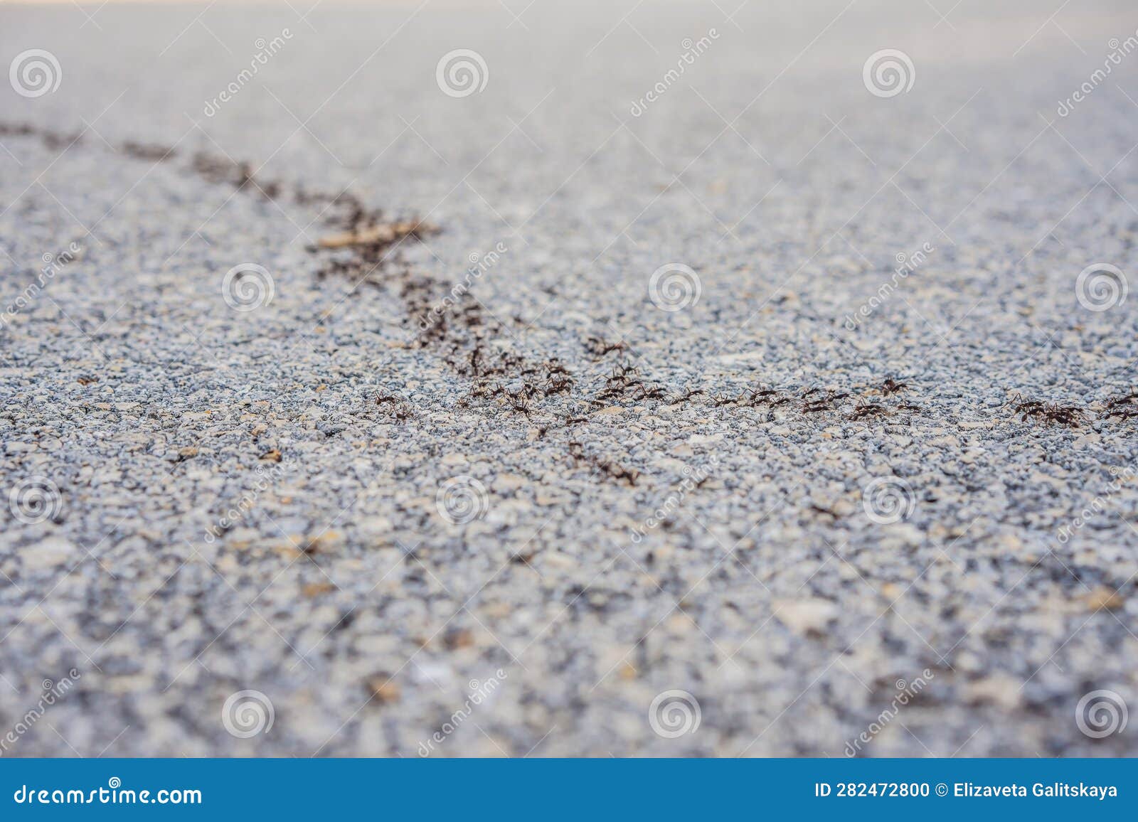 Background, Ants are Running, Problems with Ants in the House Stock ...