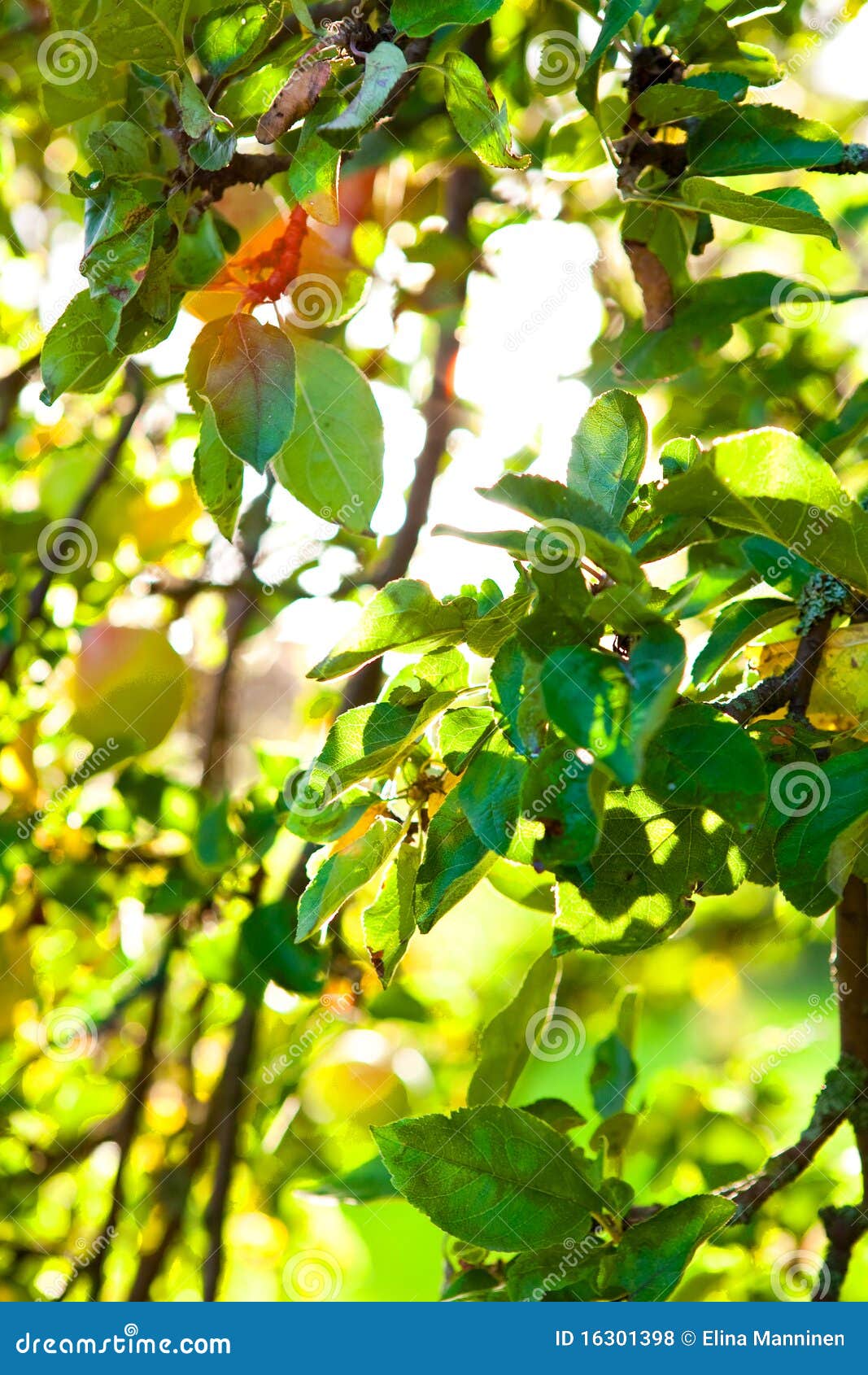 Background apple tree stock photo. Image of fresh, natural - 16301398