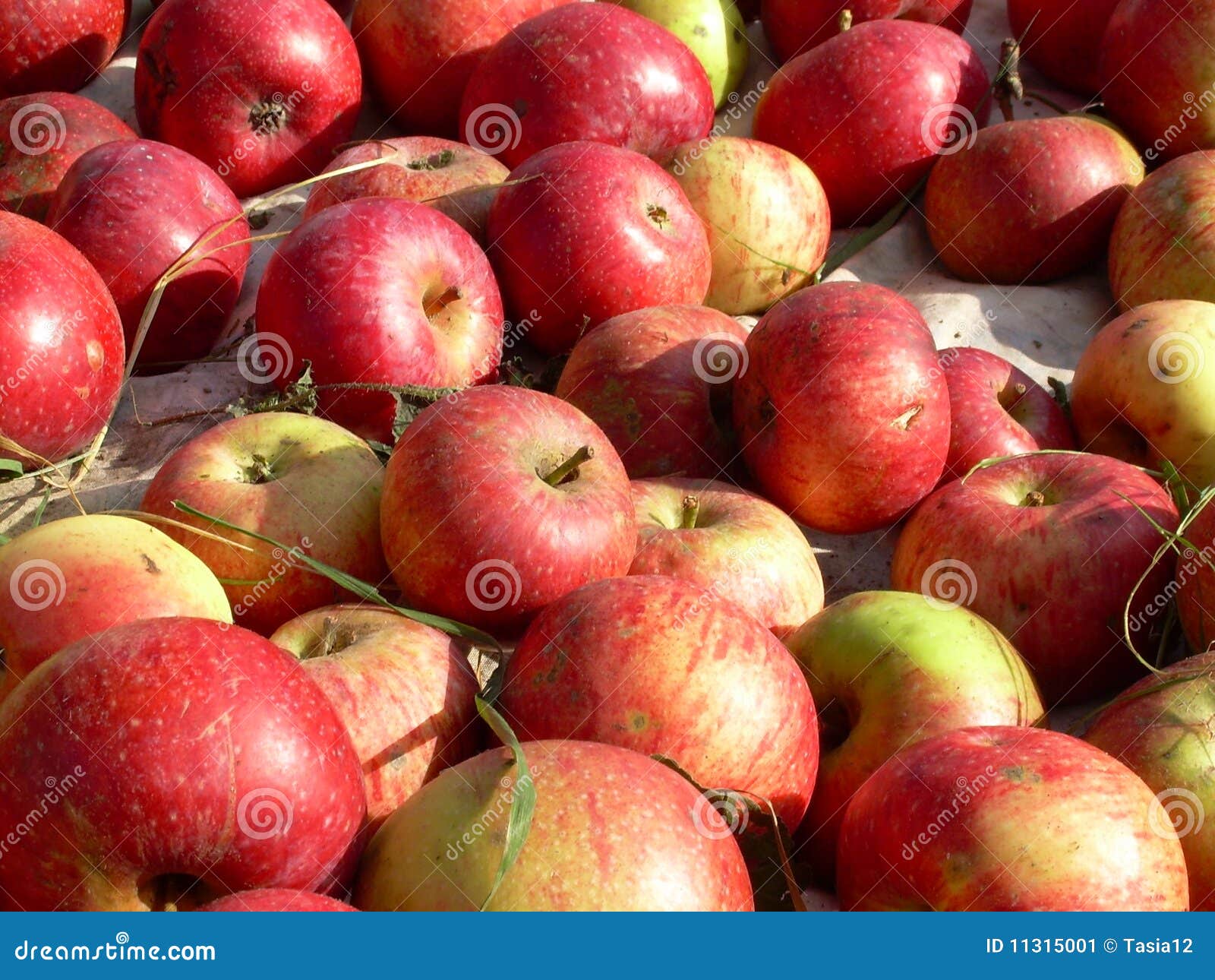 Background of apples stock image. Image of farm, august - 11315001