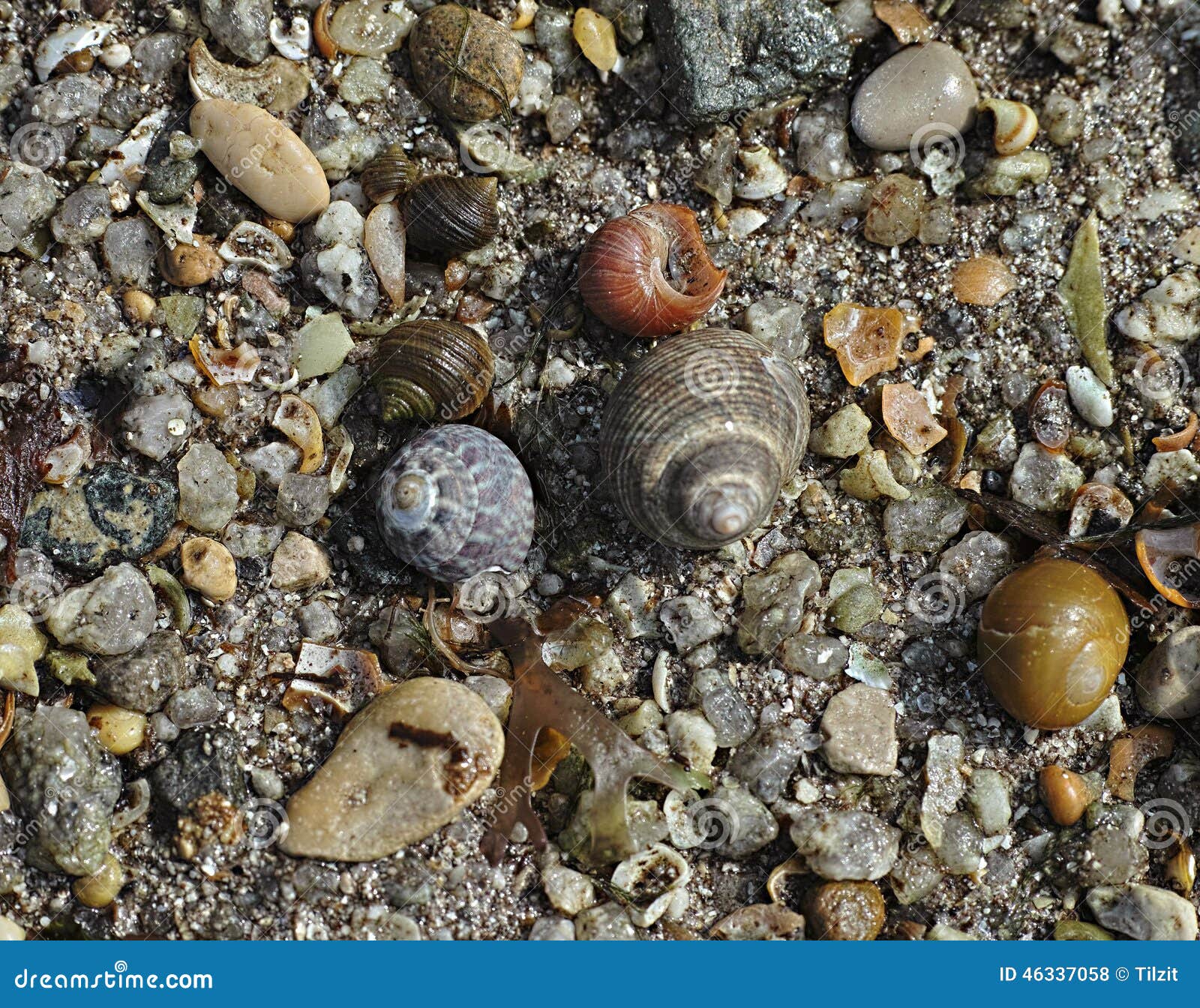 The Background with Assorted Shells and Stones at Sea Shore Stock Photo ...