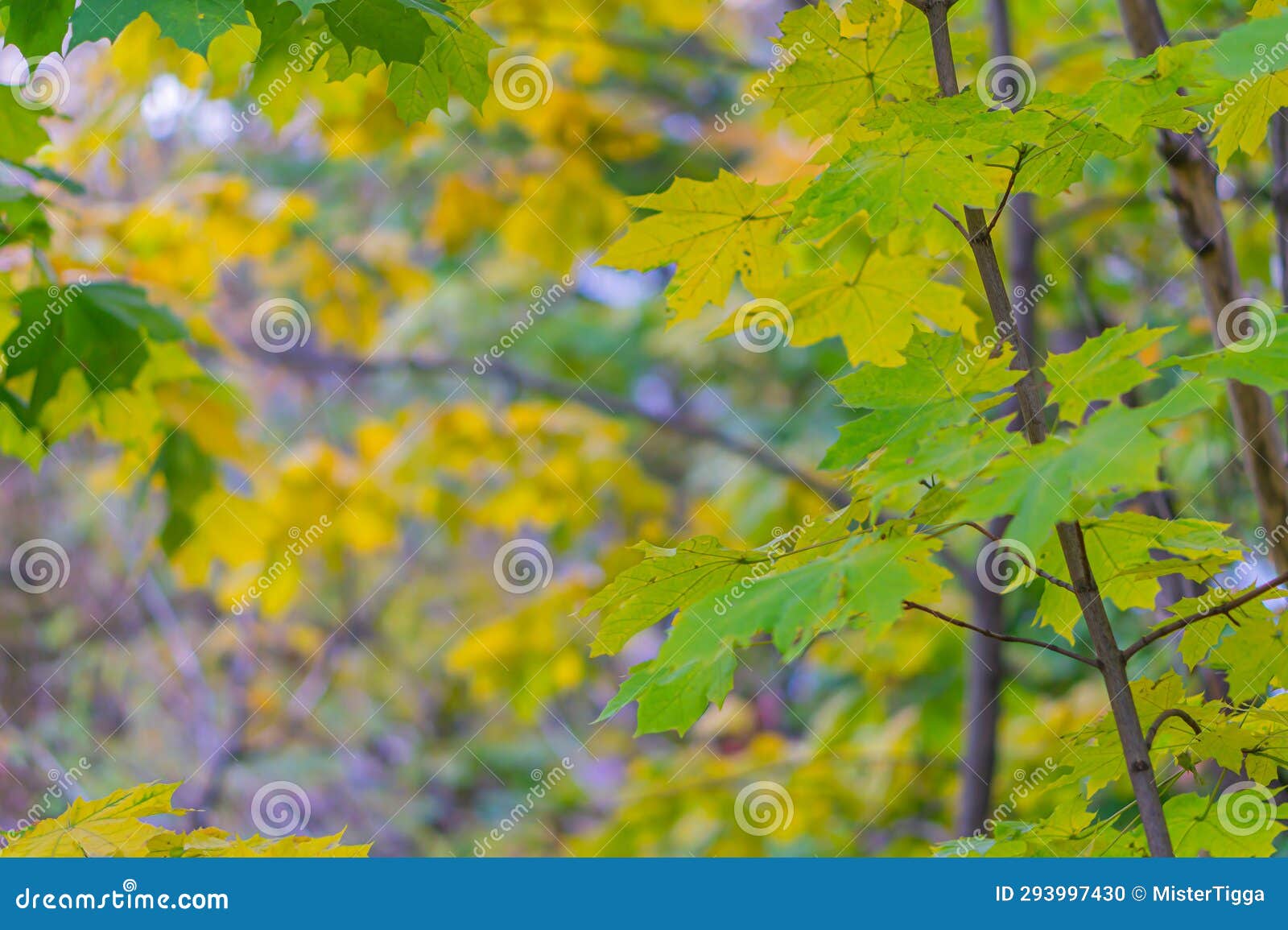 Background of Autumn Leaves. Autumn Background. Fall Leaves. Maple ...