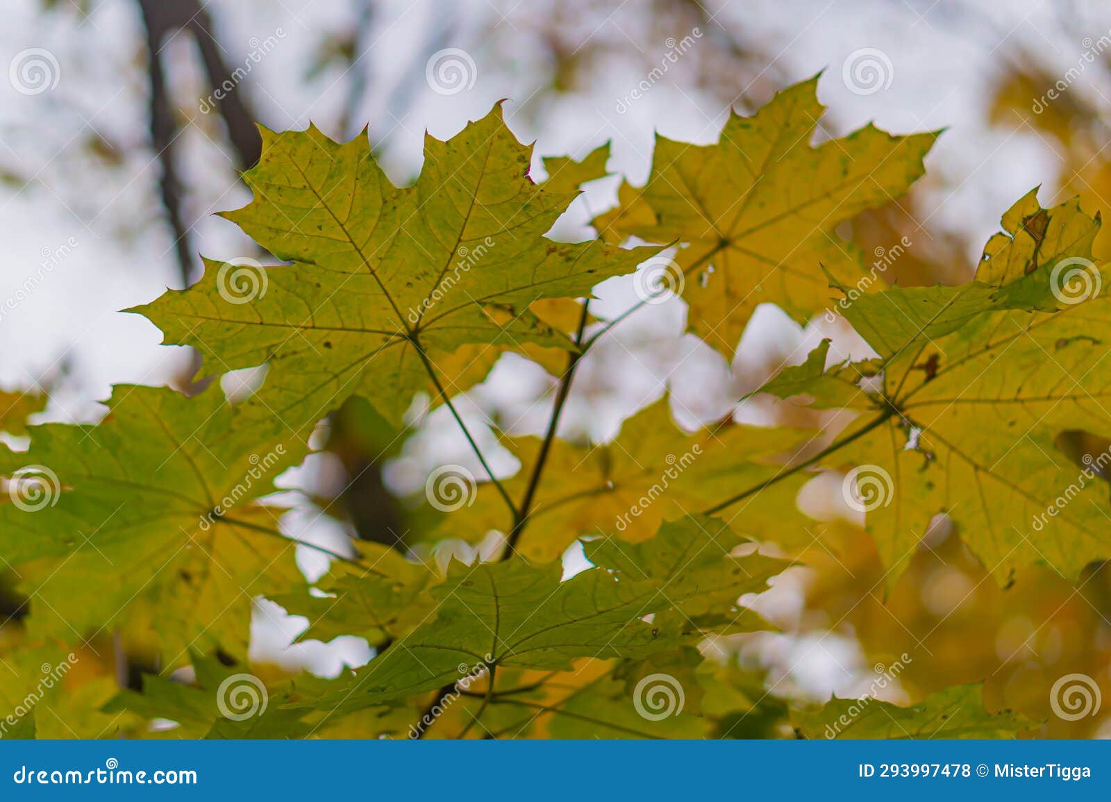 Background of Autumn Leaves. Autumn Background. Fall Leaves. Maple ...