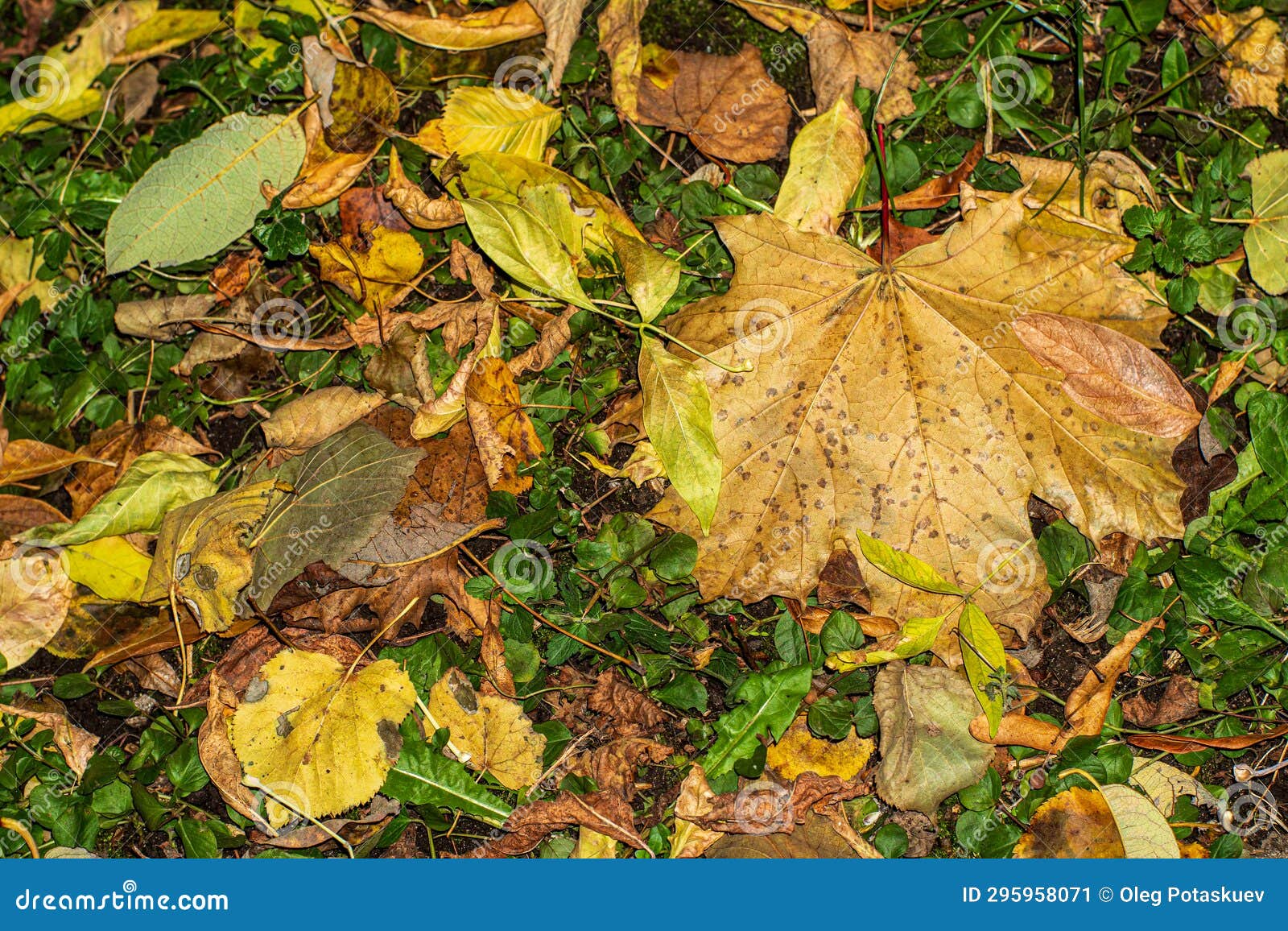 Background of Autumn Leaves Fallen To the Ground from Trees Stock Image ...