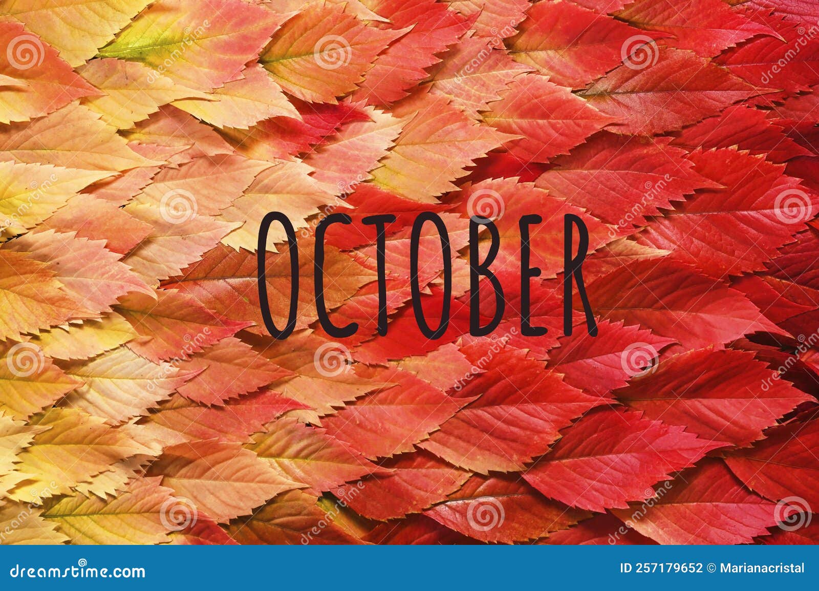 Background of Autumn Leaves with Text. October. Gradient. Stock Photo ...