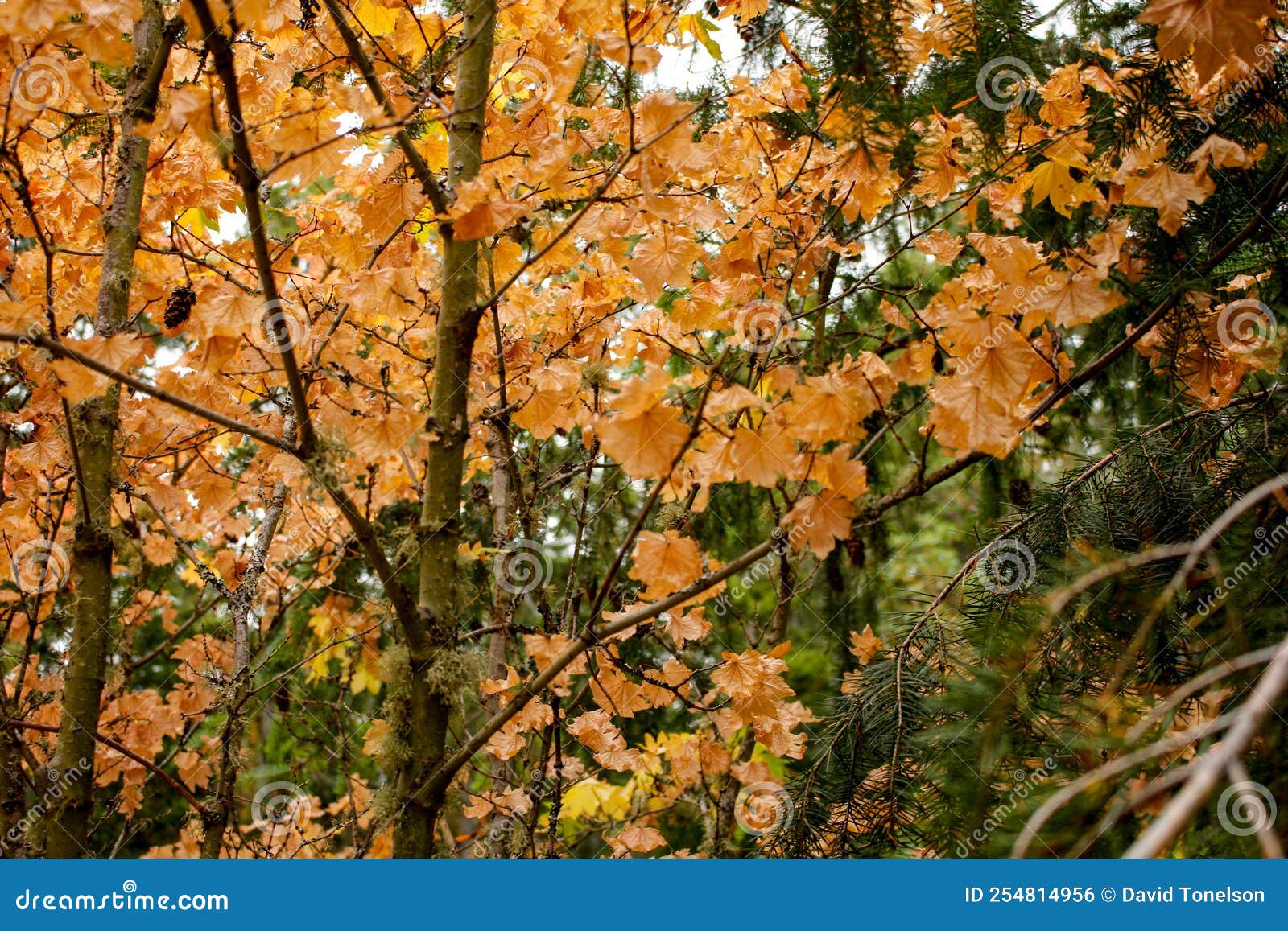 Autumn Leaves on Tree, Fall Foliage Stock Photo - Image of rural, path ...