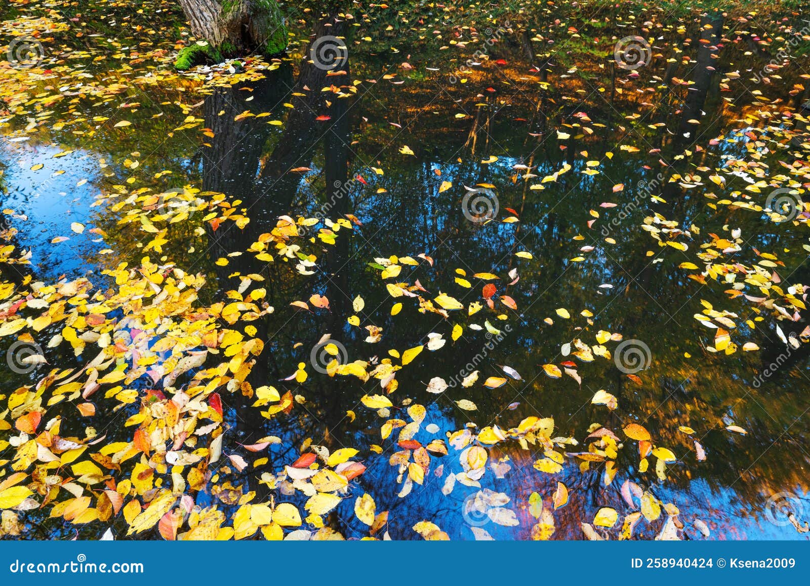 Background of Autumn Leaves in Water Stock Photo - Image of orange ...