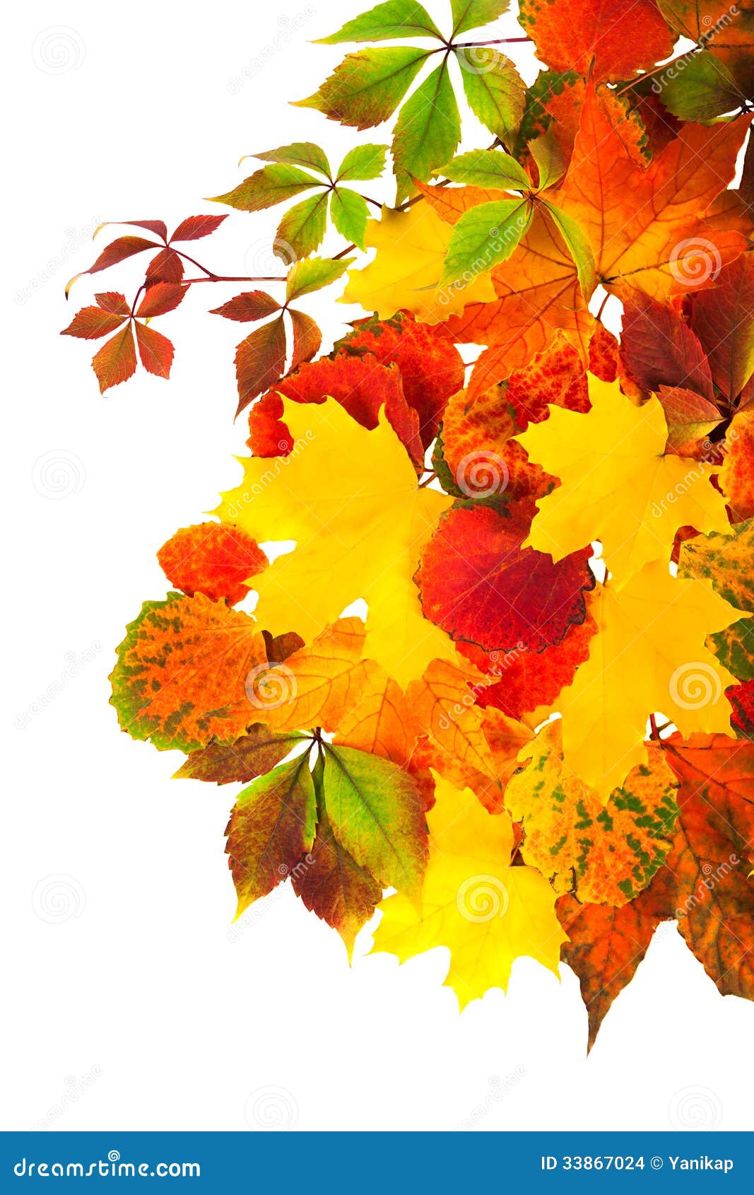 Background from Autumn Multi Colored Leaves Stock Photo - Image of ...